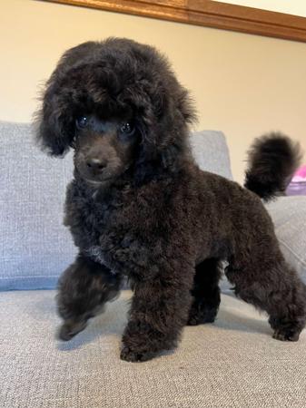 Toy Poodle Puppies for Sale