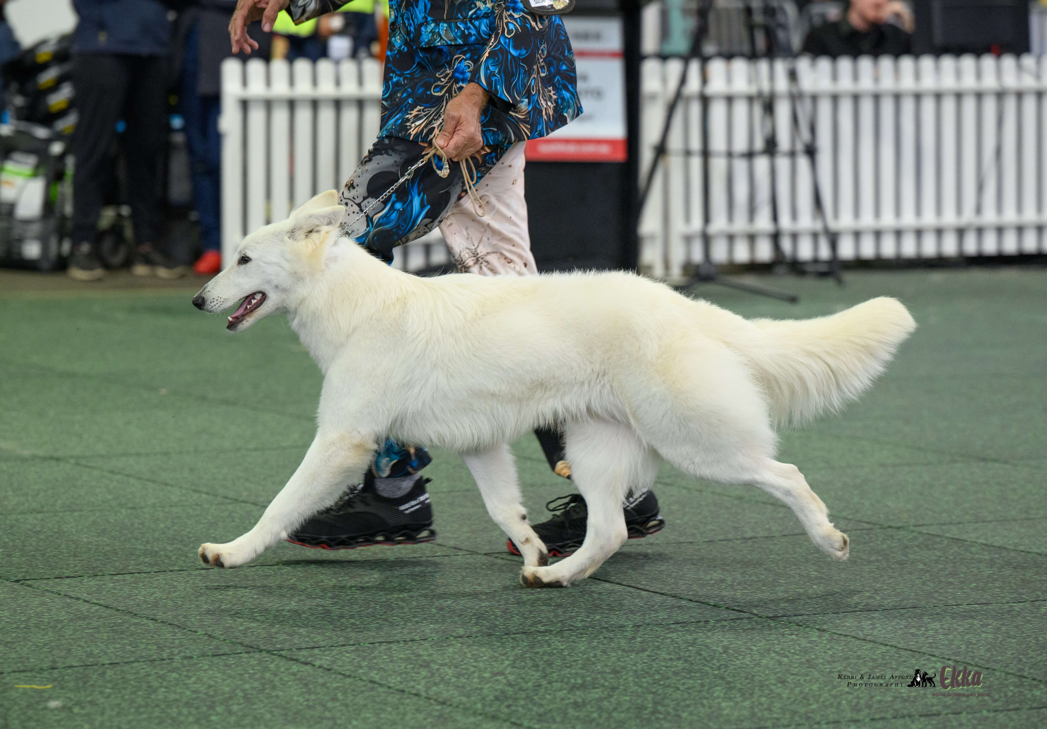Aust Ch Wolfonyx Aint That The Way White Swiss Shepherd Dog - Owned by ...