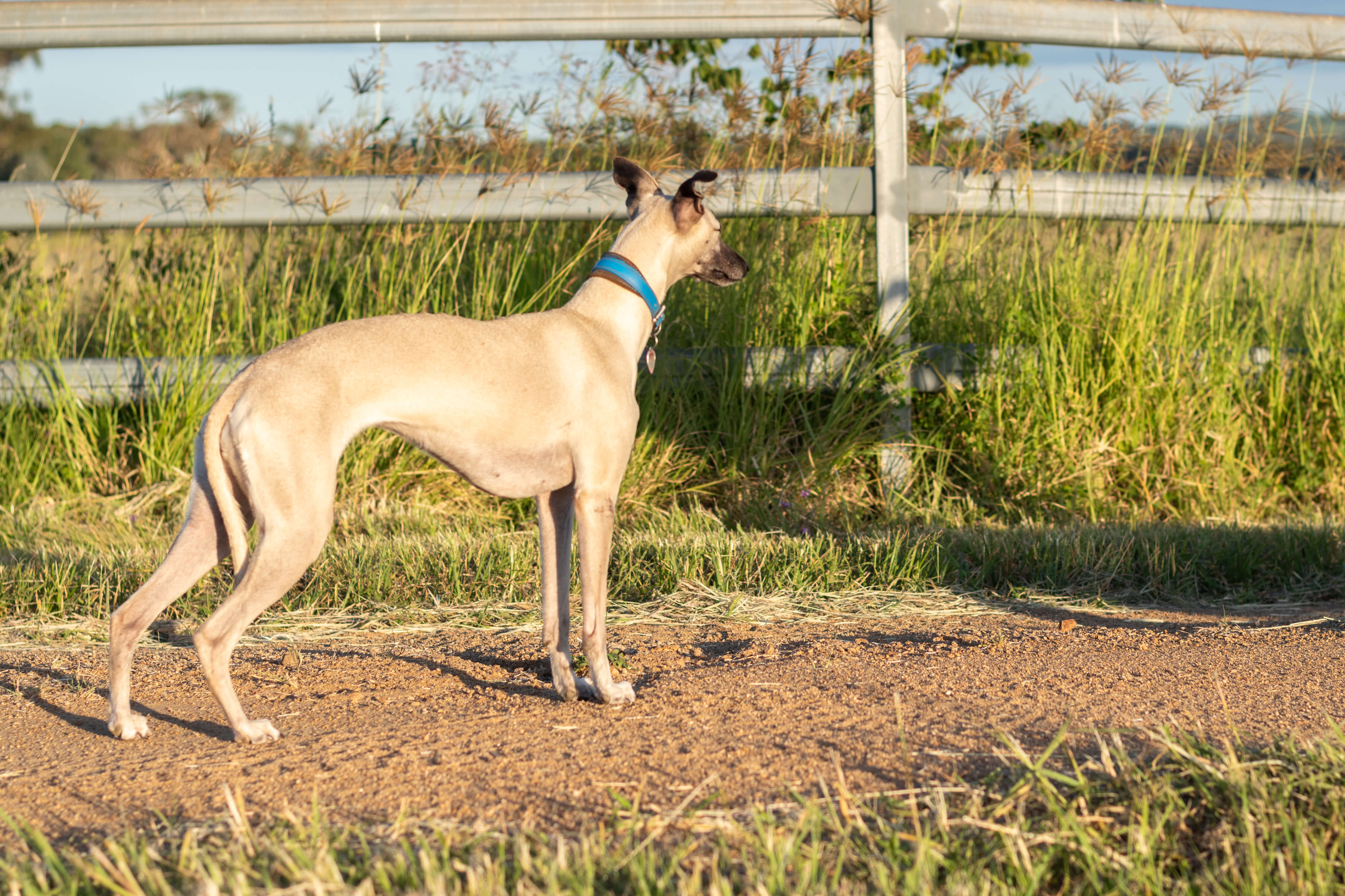 Dashnwhip Sweet Shandy Whippet - Owned by Mrs C & Mr D Trail