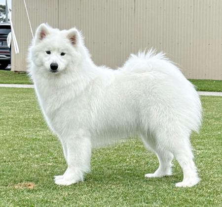 Samoyed Old Dogs for Sale