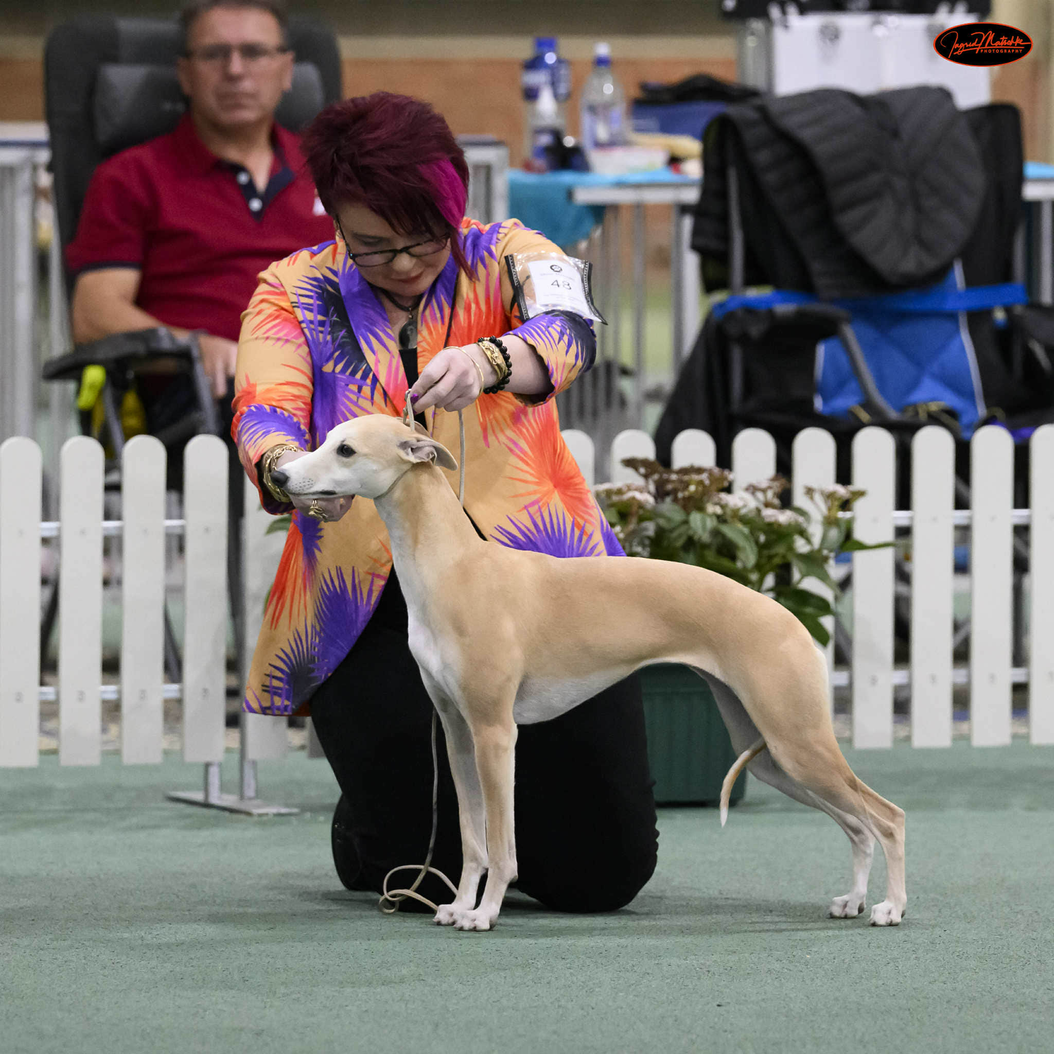 Taejaan A Star Is Fawn (AI) Whippet - Owned by Rule Steele Burton Turay ...
