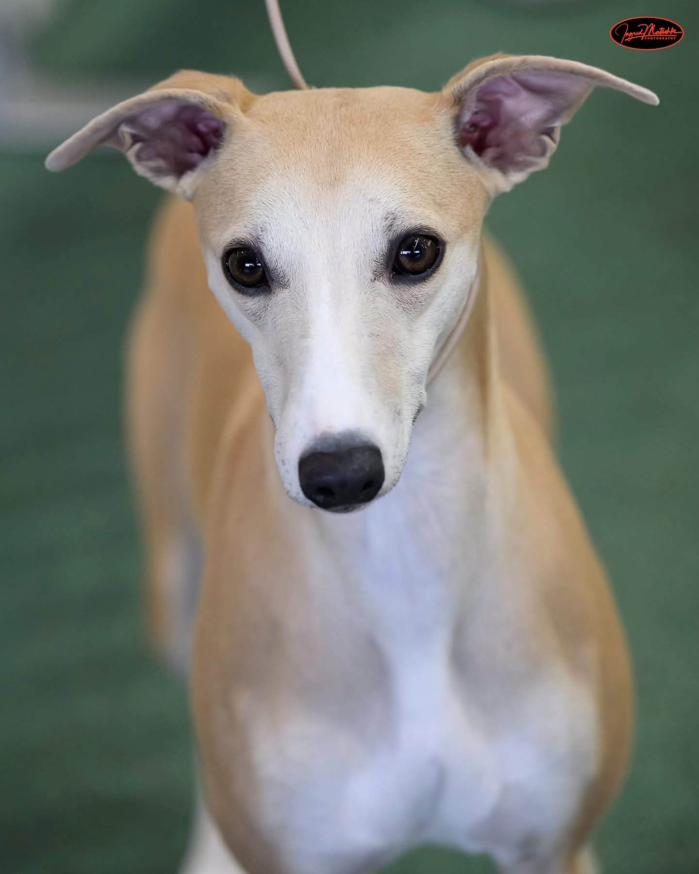 Taejaan A Star Is Fawn (AI) Whippet - Owned by Rule Steele Burton Turay ...