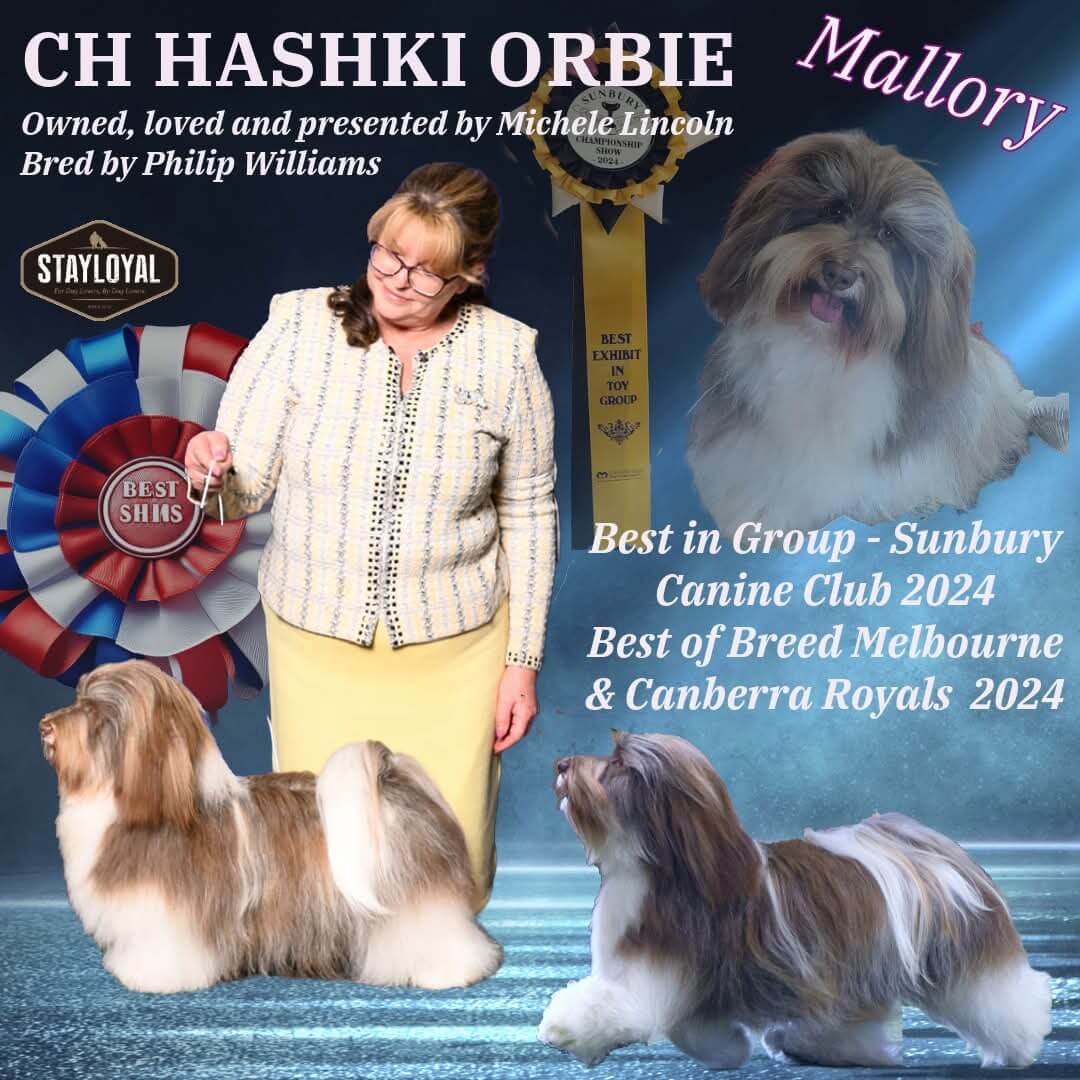 AUST CH Hashki Orbie Havanese - Owned by Michele Lincoln
