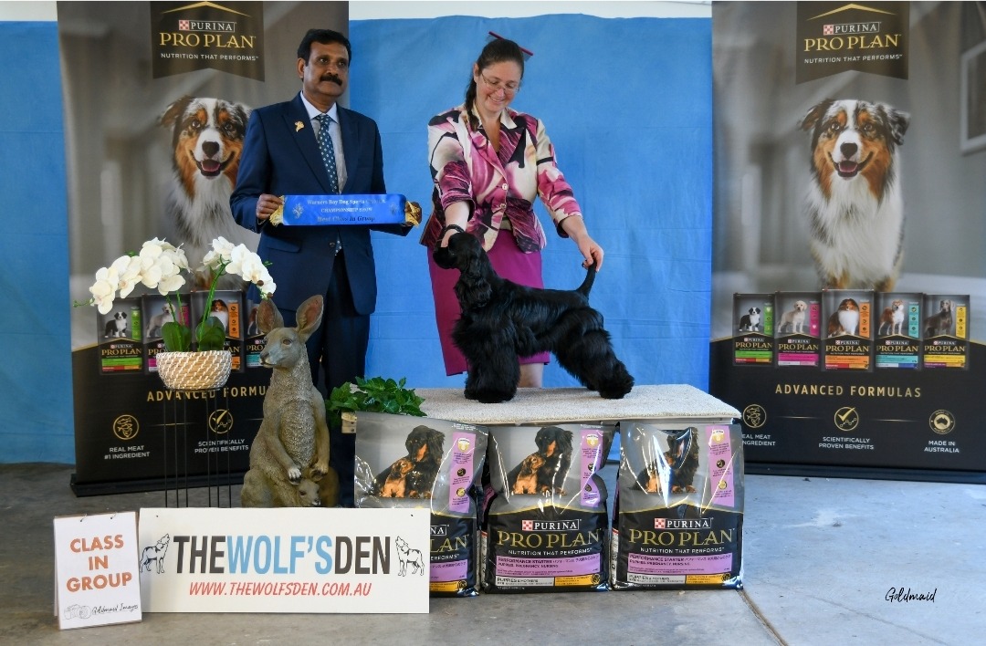 Aust Sup Ch Azel Ready to Serve Cocker Spaniel (American) - Owned by ...