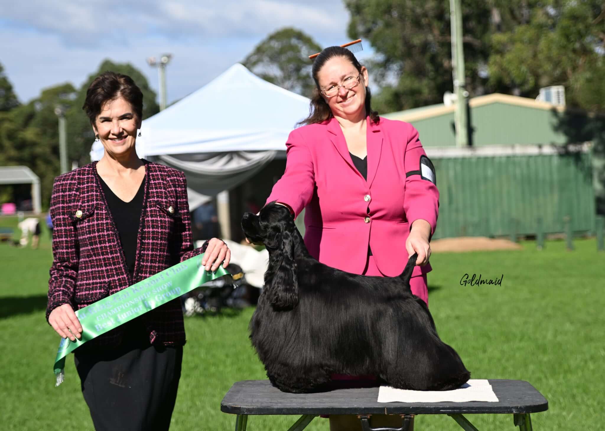 Aust Sup Ch Boxcrest Thats My Girl Cocker Spaniel (American) - Owned by ...