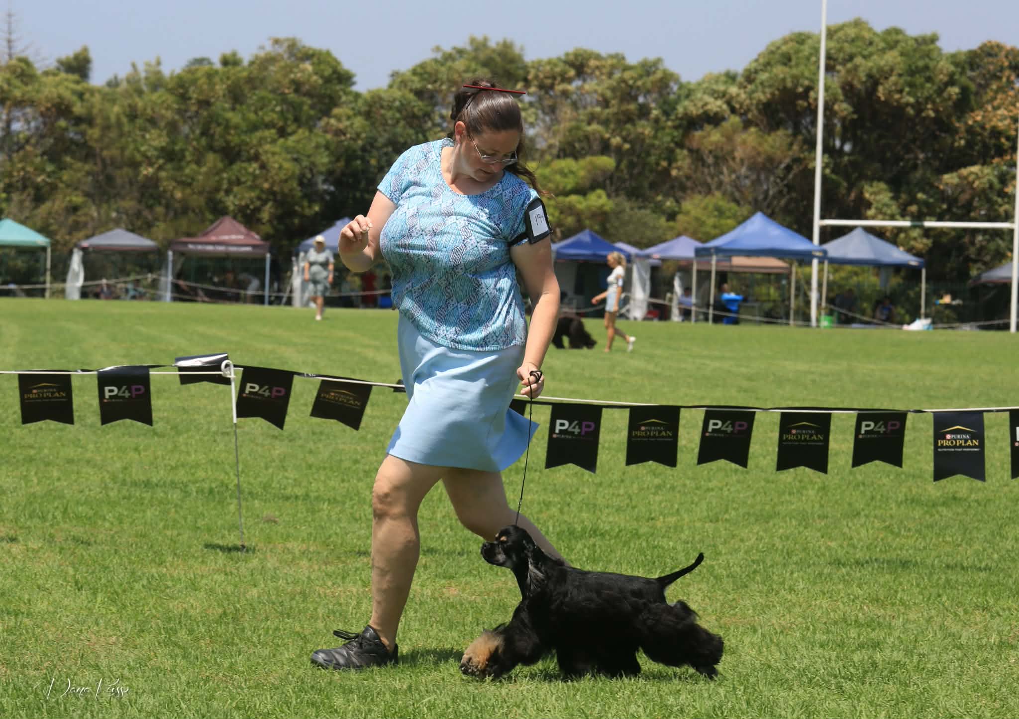 Aust Ch Azel Princess Royal Cocker Spaniel (American) - Owned by ...