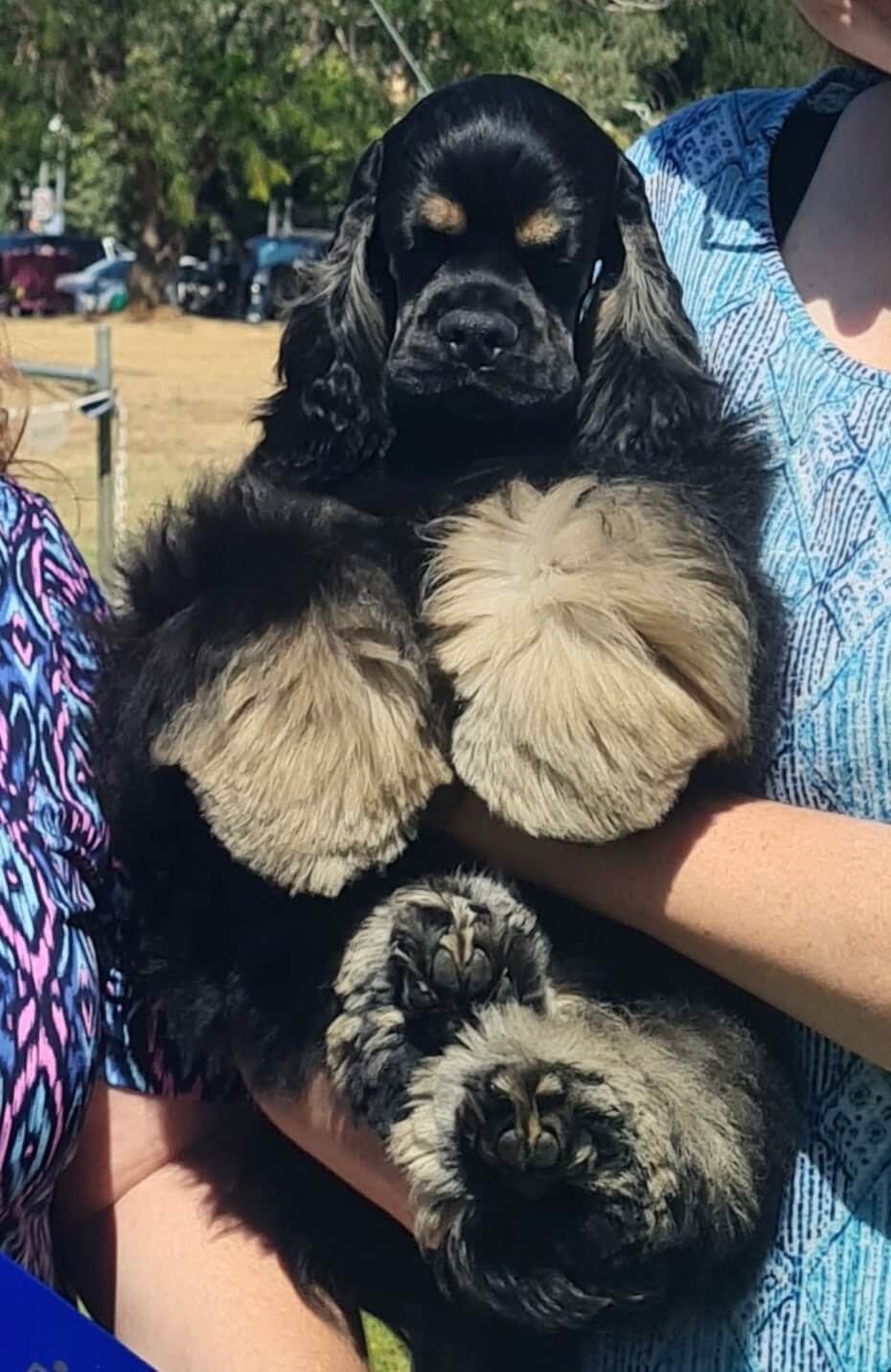 Aust Ch Azel Princess Royal Cocker Spaniel (American) - Owned by ...