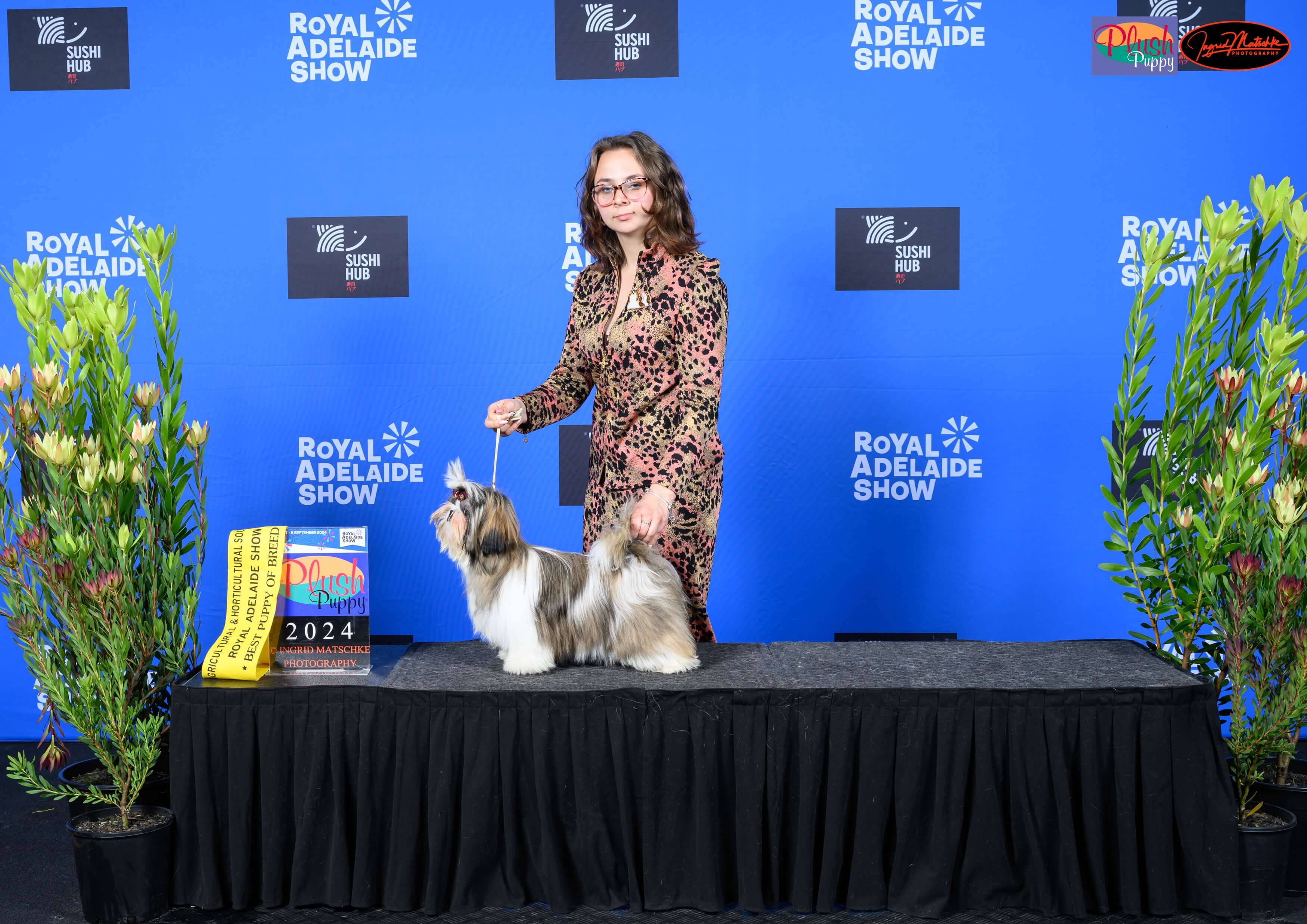 SHUMAR Summer Desert Shih Tzu - Owned by Elizabeth OReilly and Tatelyn ...