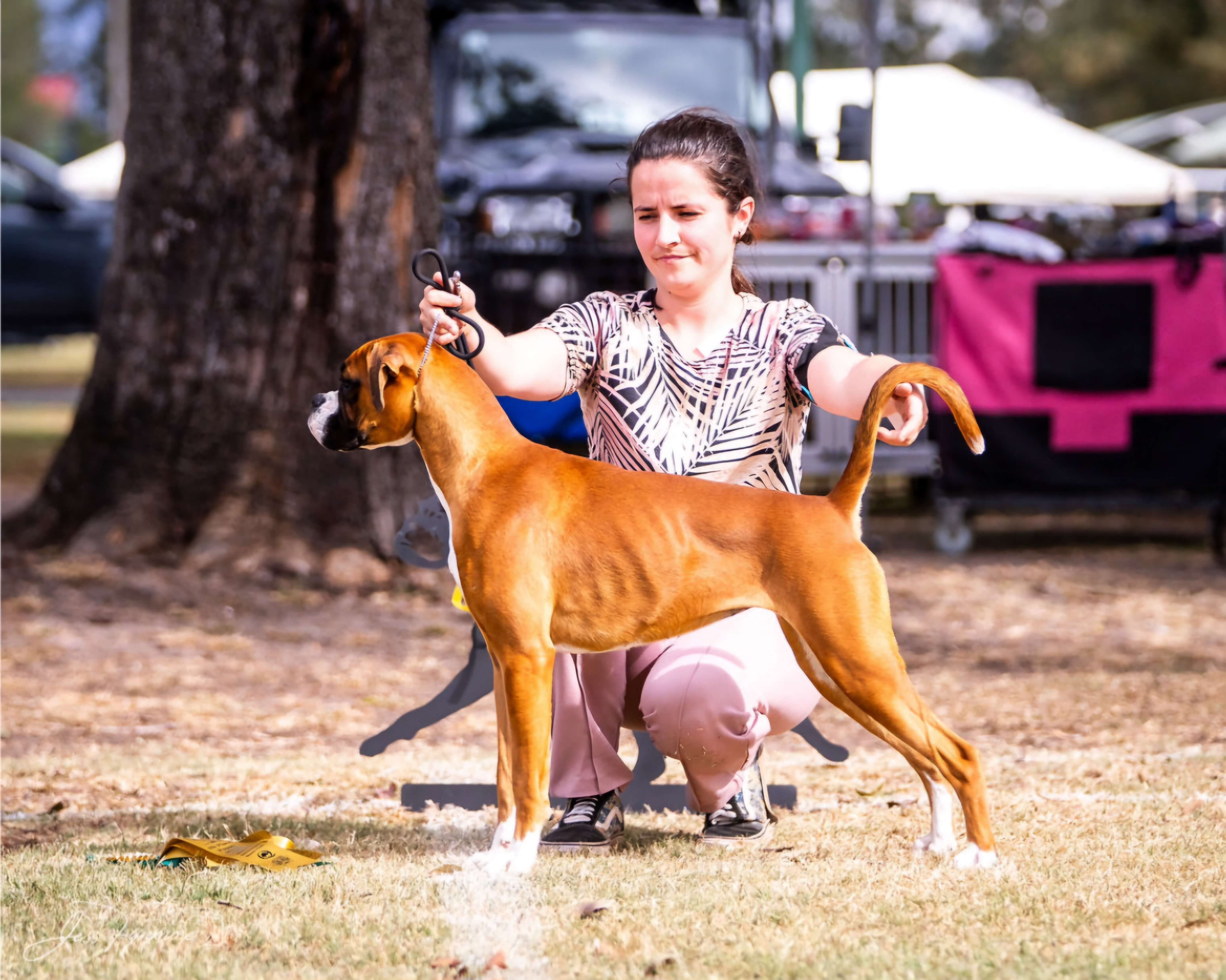 Meahic Fergus Blue Flame Boxer - Owned by Nina Budda-Deen