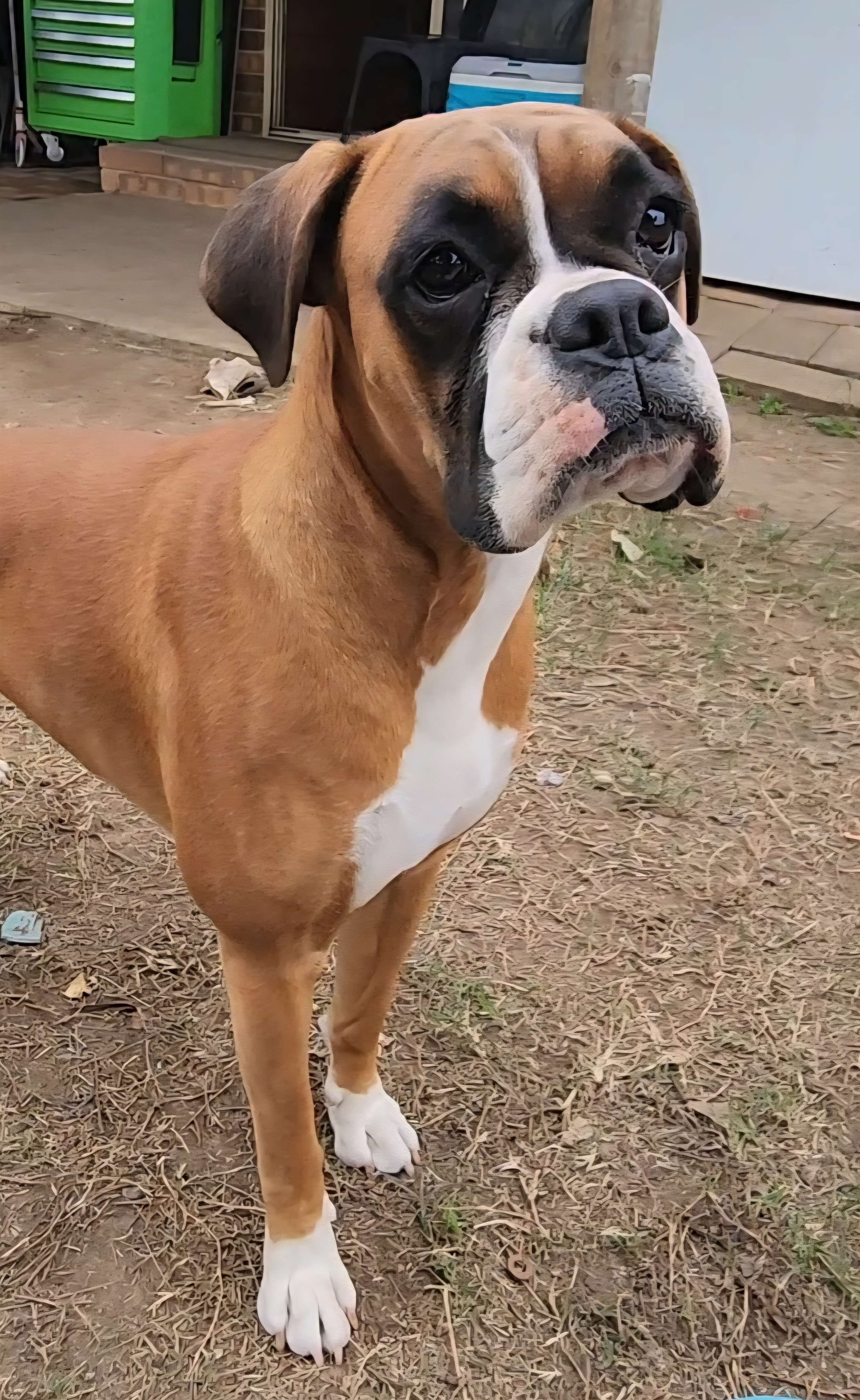 Meahic Fergus Blue Flame Boxer - Owned by Nina Budda-Deen