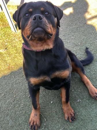 Rottweiler Puppies from DIAMONDEFORT | Dec 2025