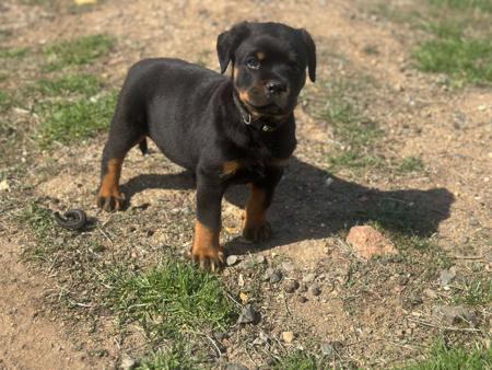 Rottweiler Puppies for Sale