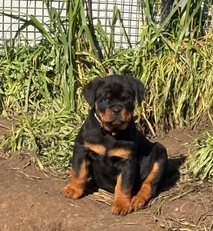 Rottweiler Puppies for Sale in Australia