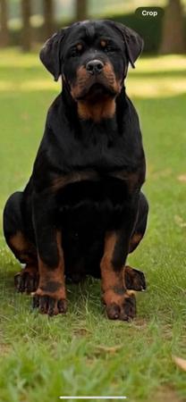 Rottweiler Puppies for Sale in Australia