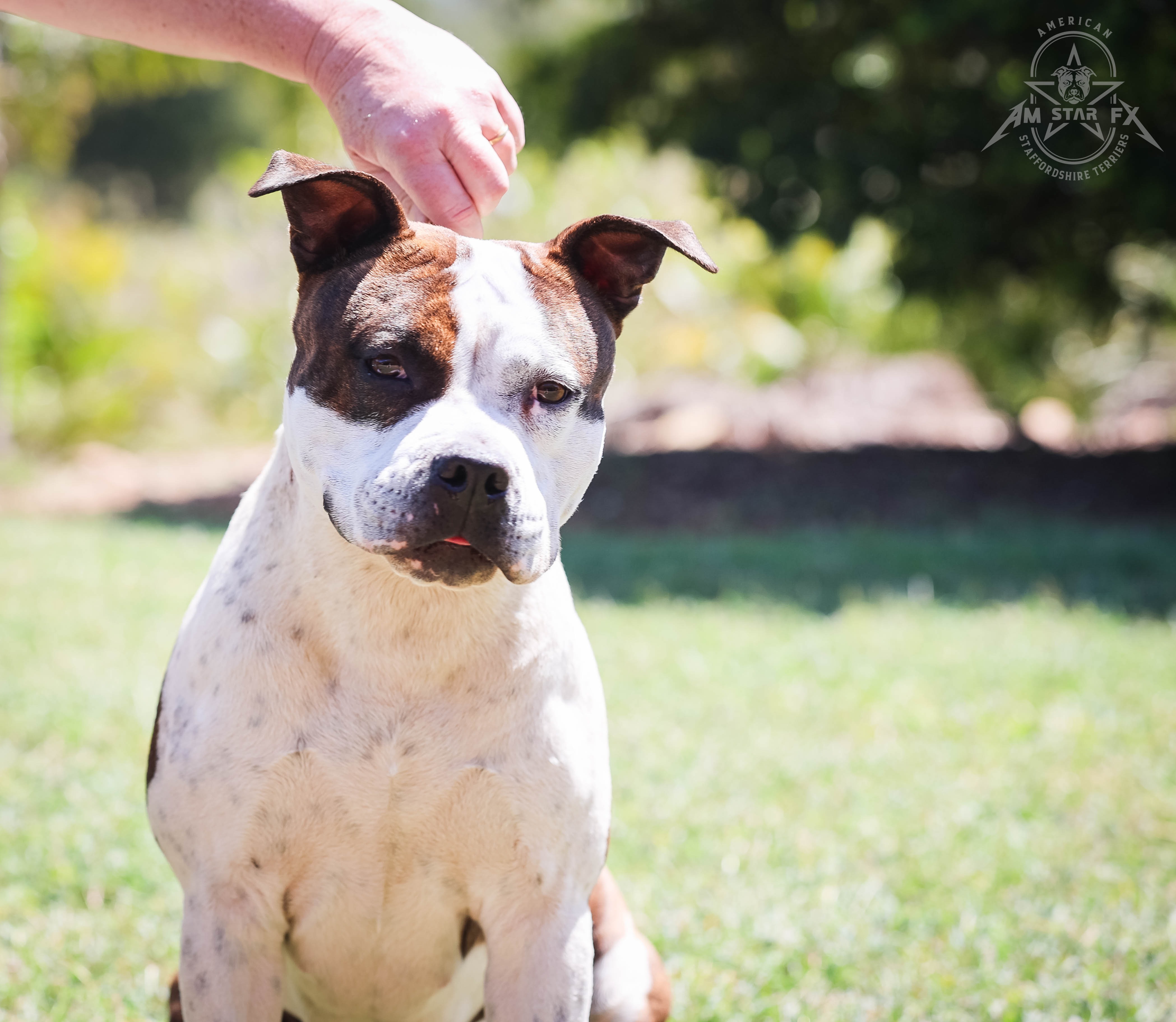 MRBIS AUST CH AmstarFX Created Undr Pressure DNA, Ataxia Clear By ...