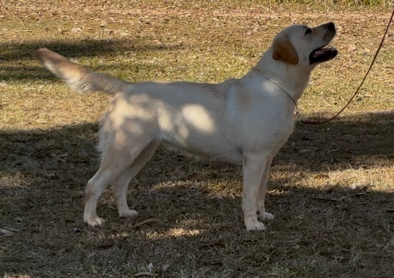 Malandalabs Katana Labrador Retriever - Owned by Michelle & Emily Ginn