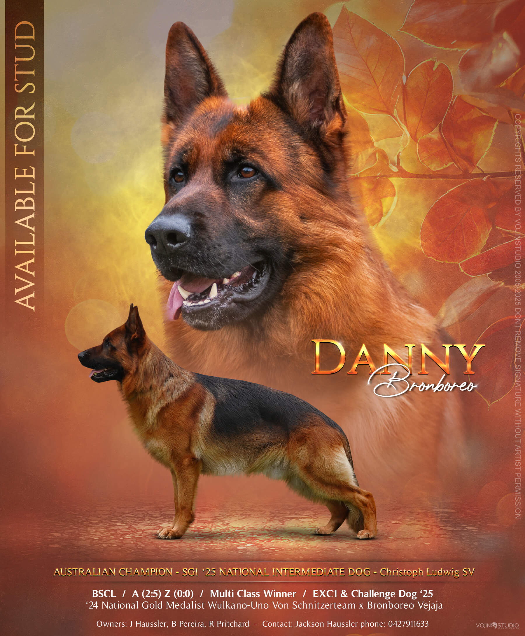 Aust Ch Bronboreo Danny ‘A’ ‘Z’ German Shepherd Dog - Owned by J ...