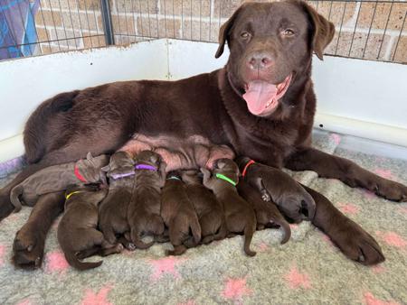 Labrador Retriever Puppies for Sale