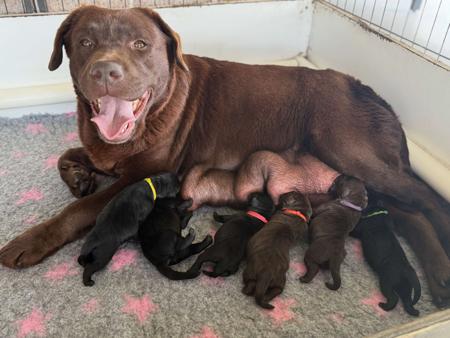 Labrador Retriever Puppies for Sale, QLD