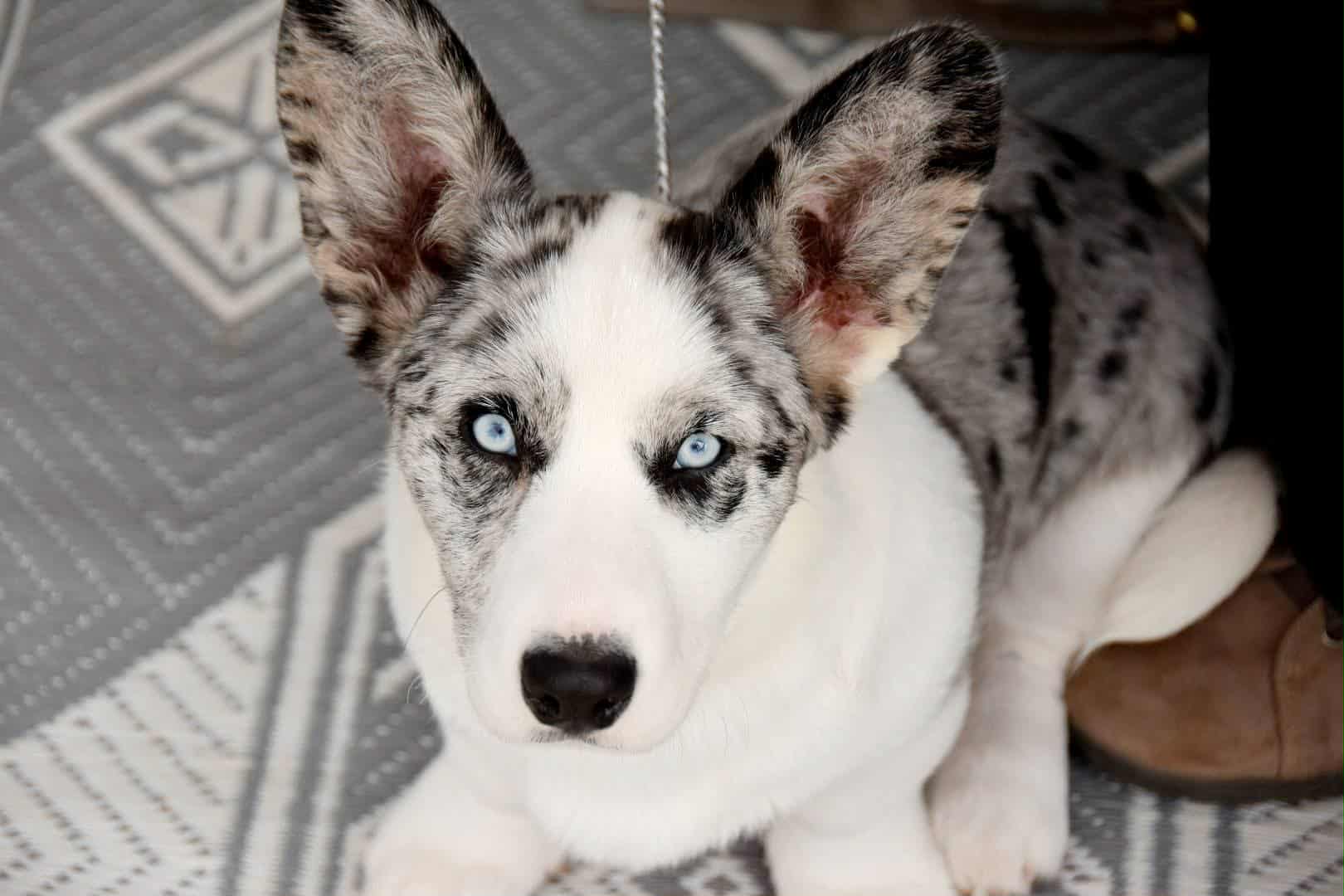 Llondee Rhapsody In Blue Welsh Corgi (Cardigan) - Owned by Mr L & Mrs D ...