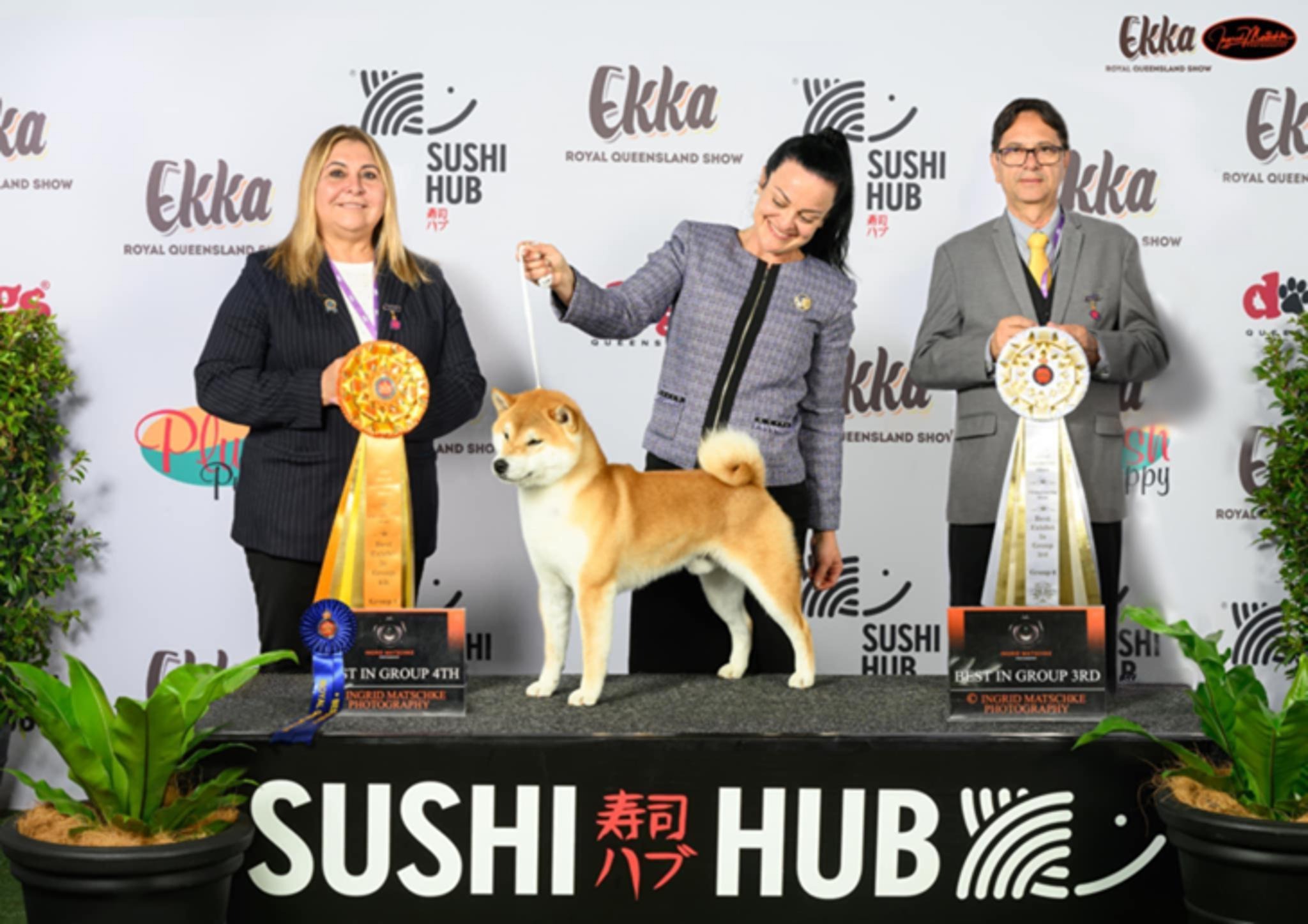 MBIS Aust Supreme Ch / A2O Ch / NZ Ch Shado-Lans Empire Stryks Back ...