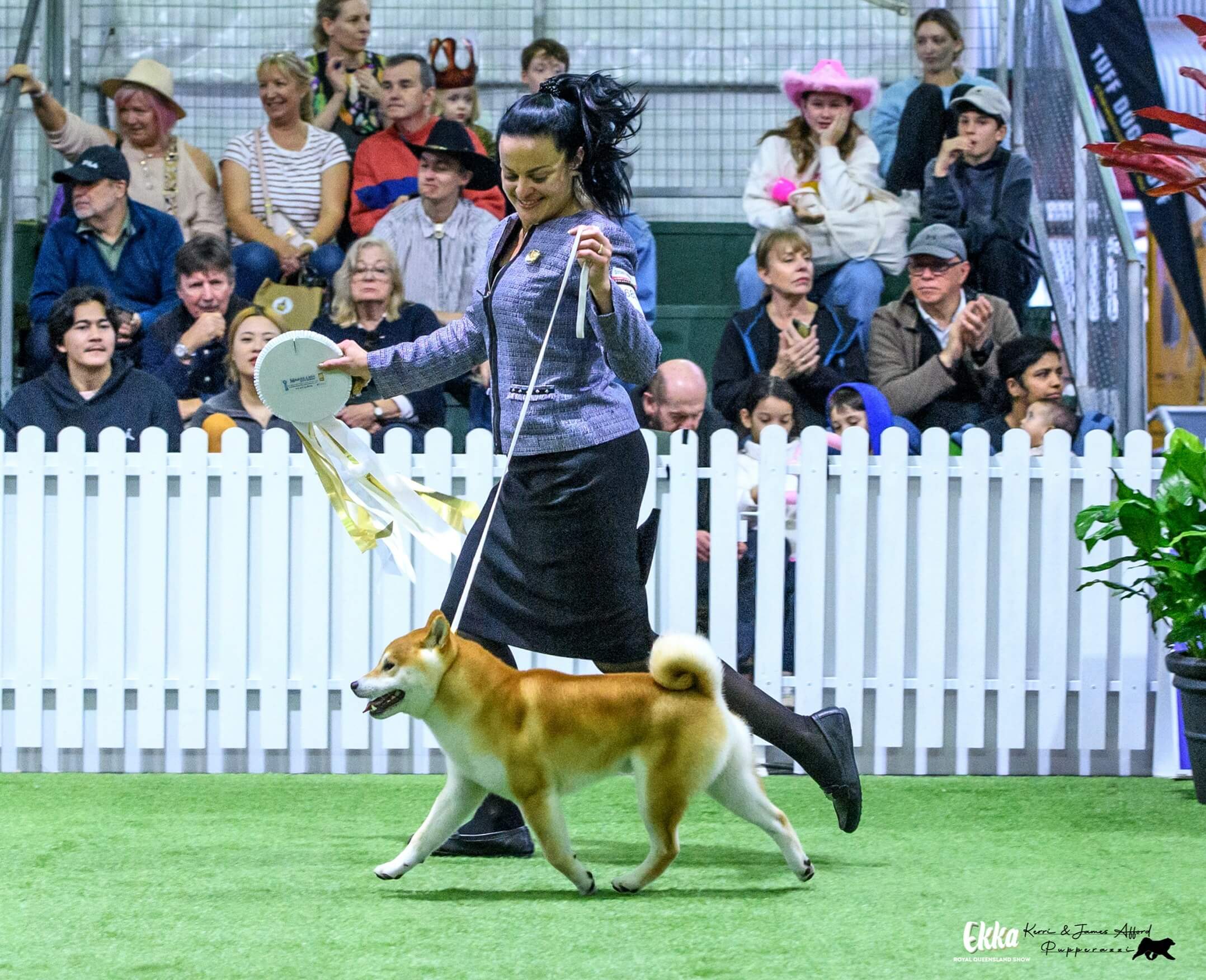 MBIS Aust Supreme Ch / A2O Ch / NZ Ch Shado-Lans Empire Stryks Back ...