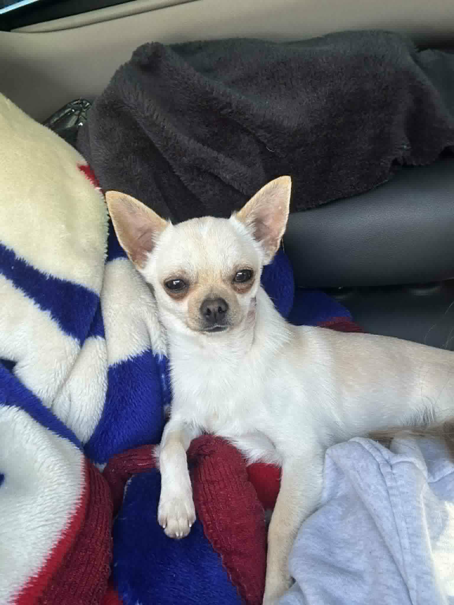 Australian Ch Weechiki Barely Gringo Chihuahua (Smooth Coat) - Owned by ...