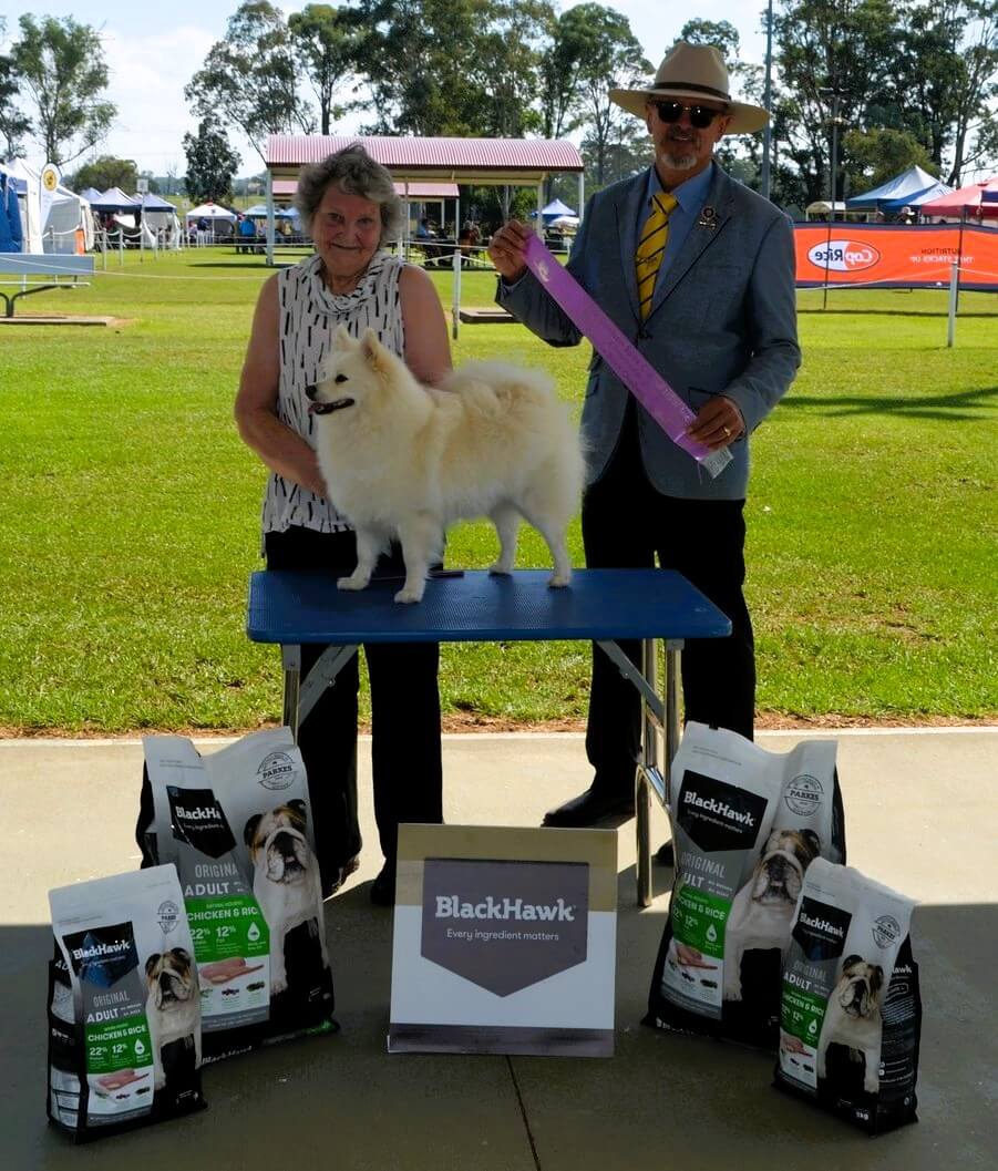 AUST Champion Chailee Cotton Candy German Spitz (Mittel) - Owned by ...