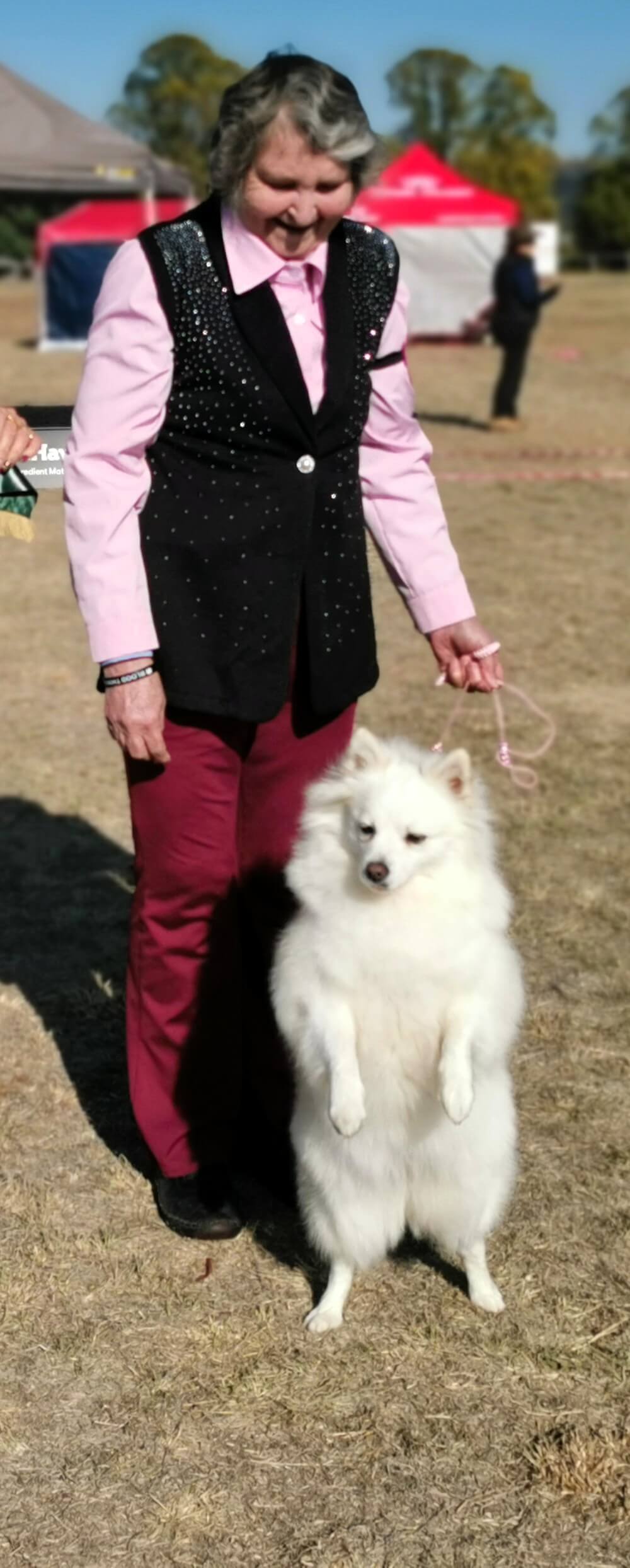 AUST Champion Chailee Cotton Candy German Spitz (Mittel) - Owned by ...