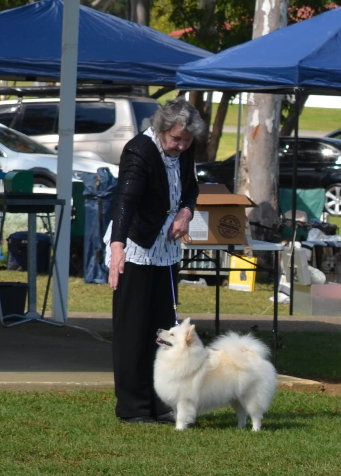 AUST Champion Chailee Cotton Candy German Spitz (Mittel) - Owned by ...