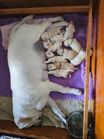 Labrador Retriever Puppies for Sale