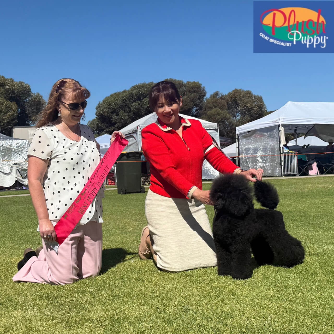 Aus CH Jenuin Billy Idol Poodle (Miniature) - Owned by Jennifer Sculac