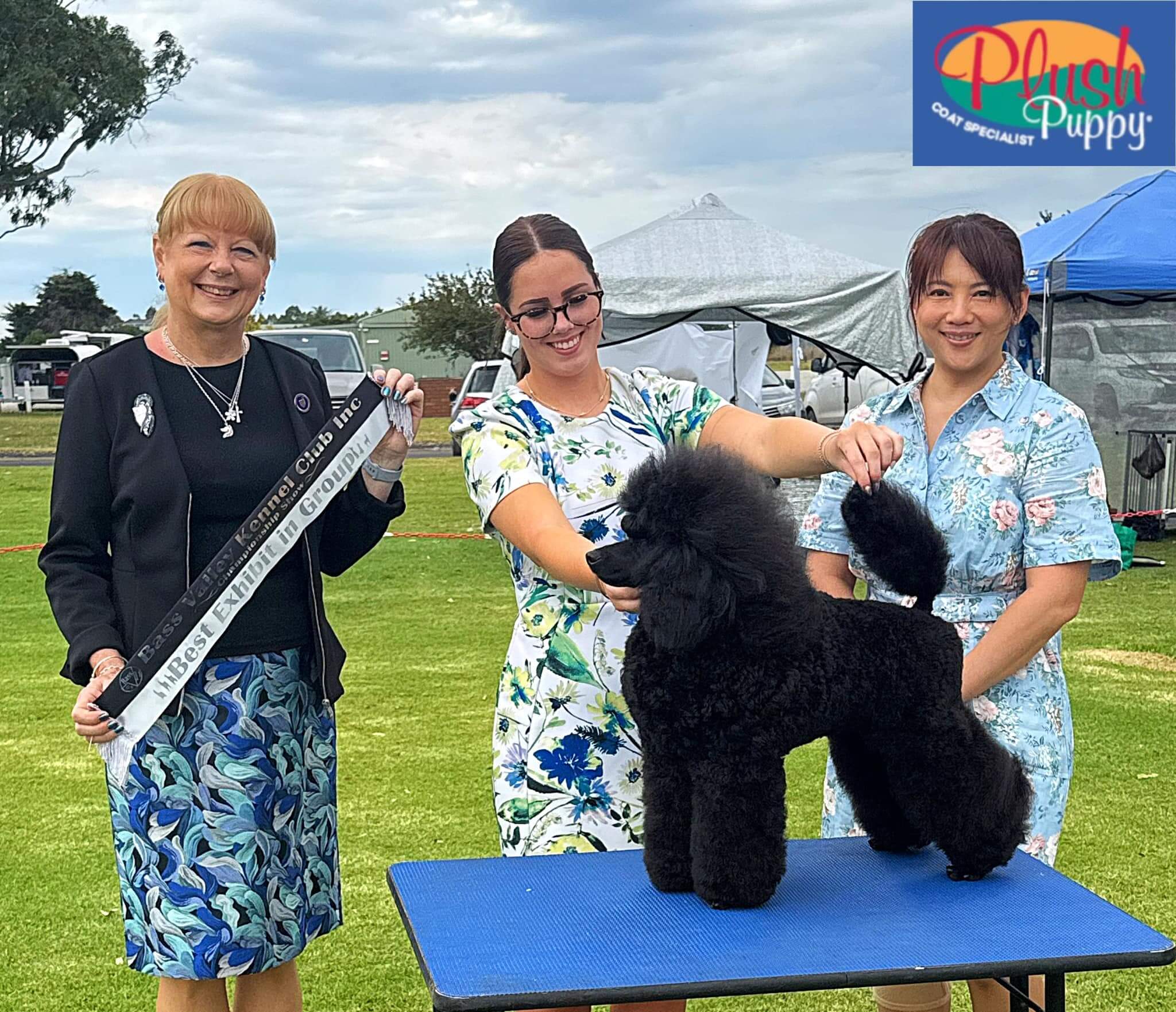 Aus CH Jenuin Billy Idol Poodle (Miniature) - Owned by Jennifer Sculac