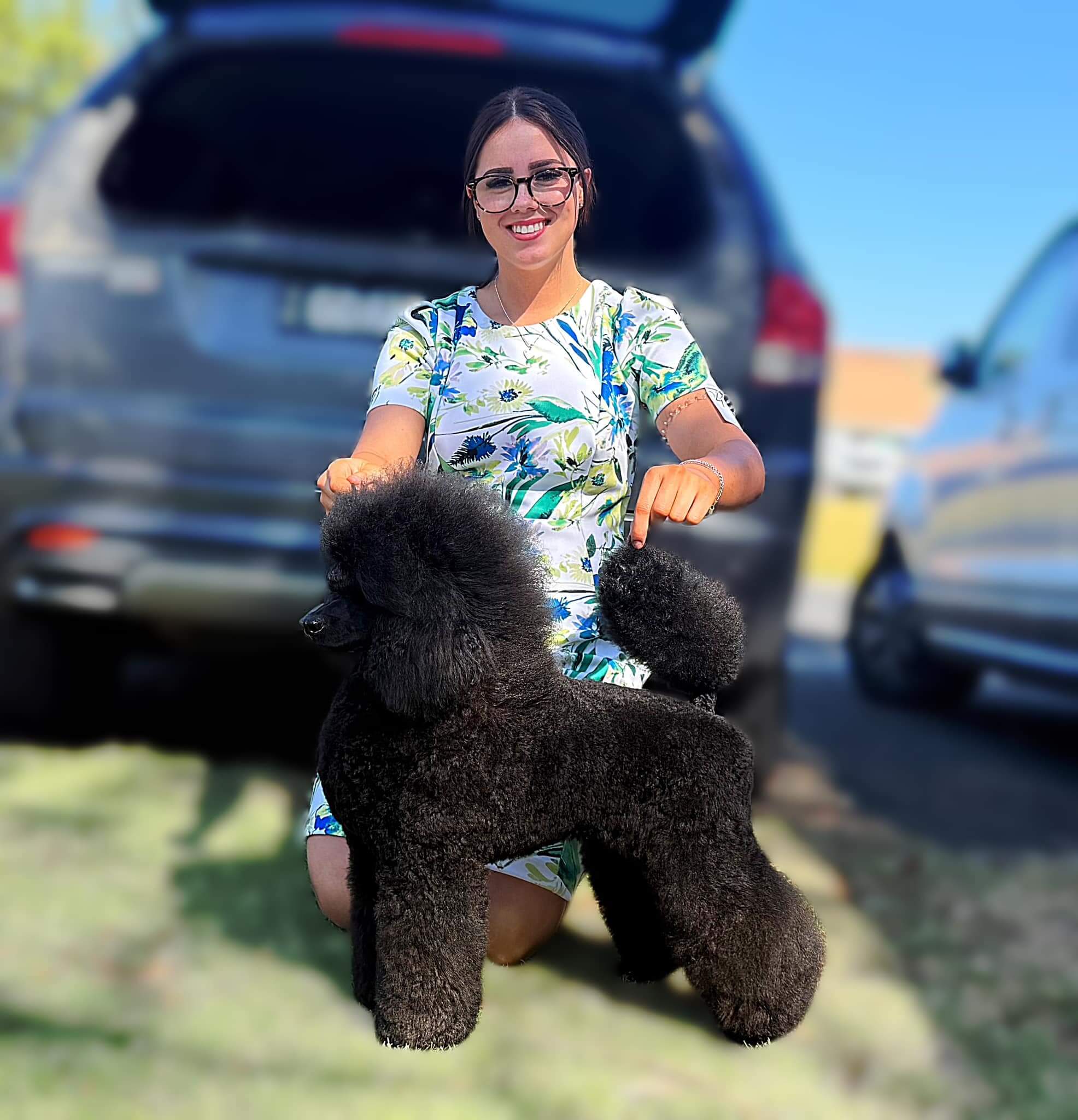 Aus CH Jenuin Billy Idol Poodle (Miniature) - Owned by Jennifer Sculac