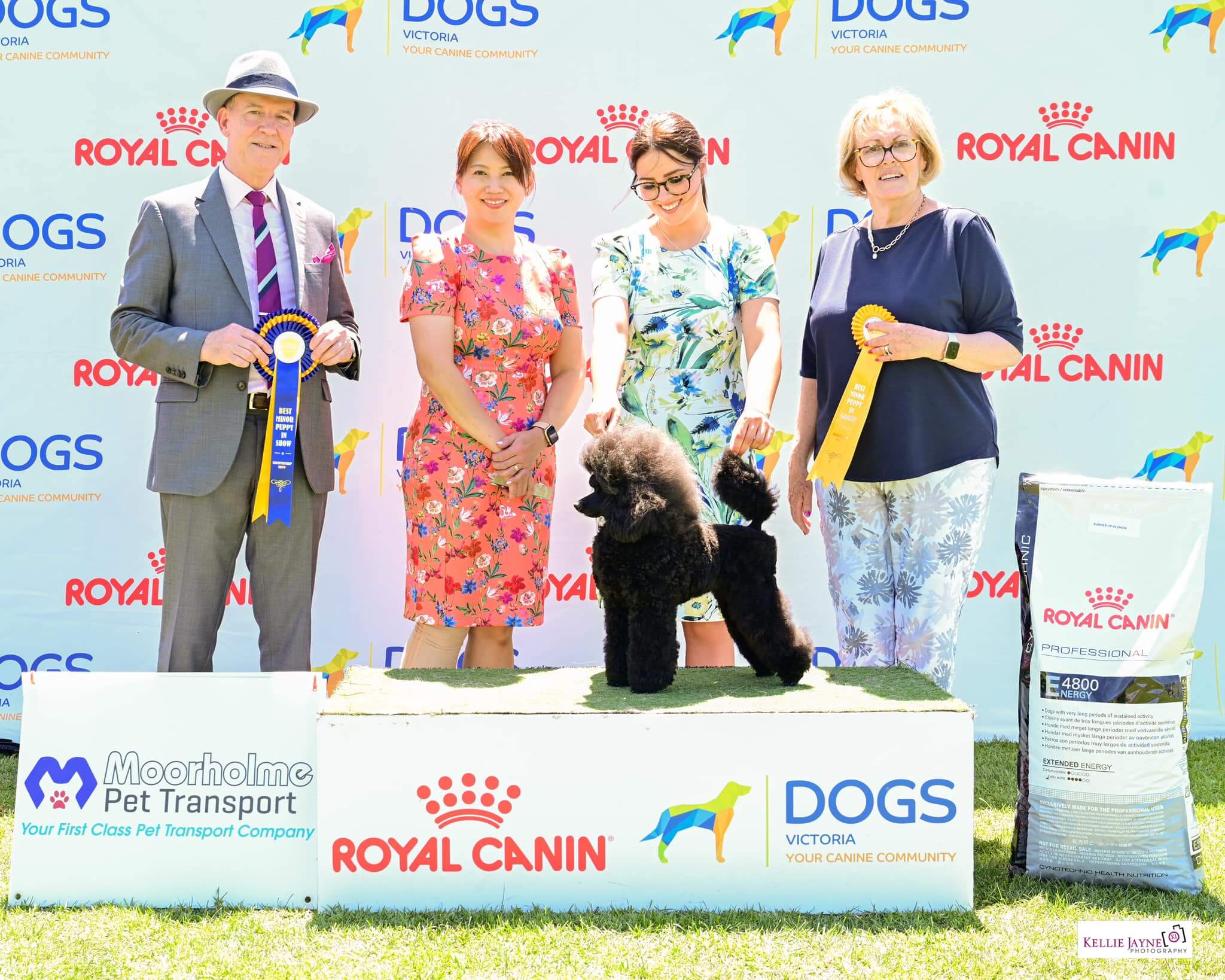 Aus CH Jenuin Gizelle Poodle (Miniature) - Owned by Jennifer Sculac