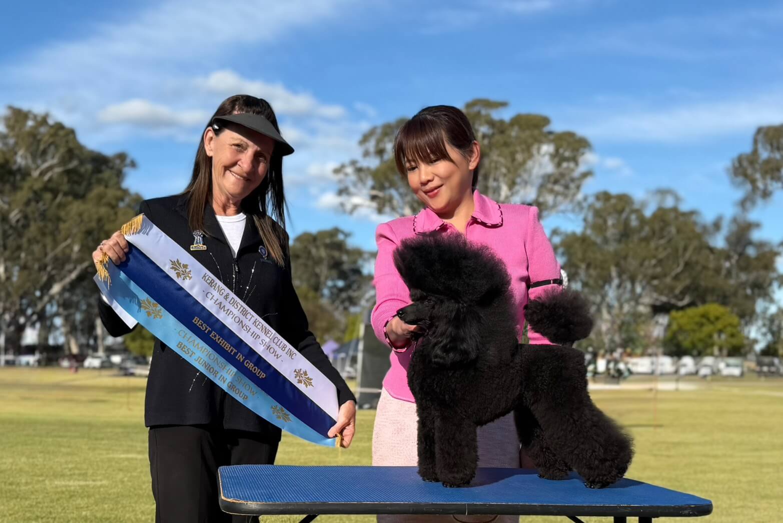 Aus CH Jenuin Bewitched Poodle (Toy) - Owned by Jennifer Sculac