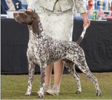 German Shorthaired Pointer Puppies for Sale in Australia