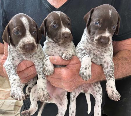 German Shorthaired Pointer Puppies for Sale in Australia