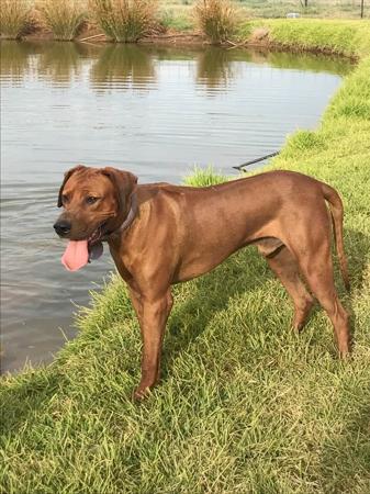 Rhodesian Ridgeback Puppies for Sale