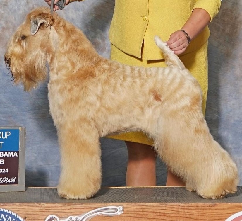 USA CH and USA GR CH LuTras King Of Hearts Soft Coated Wheaten Terrier ...
