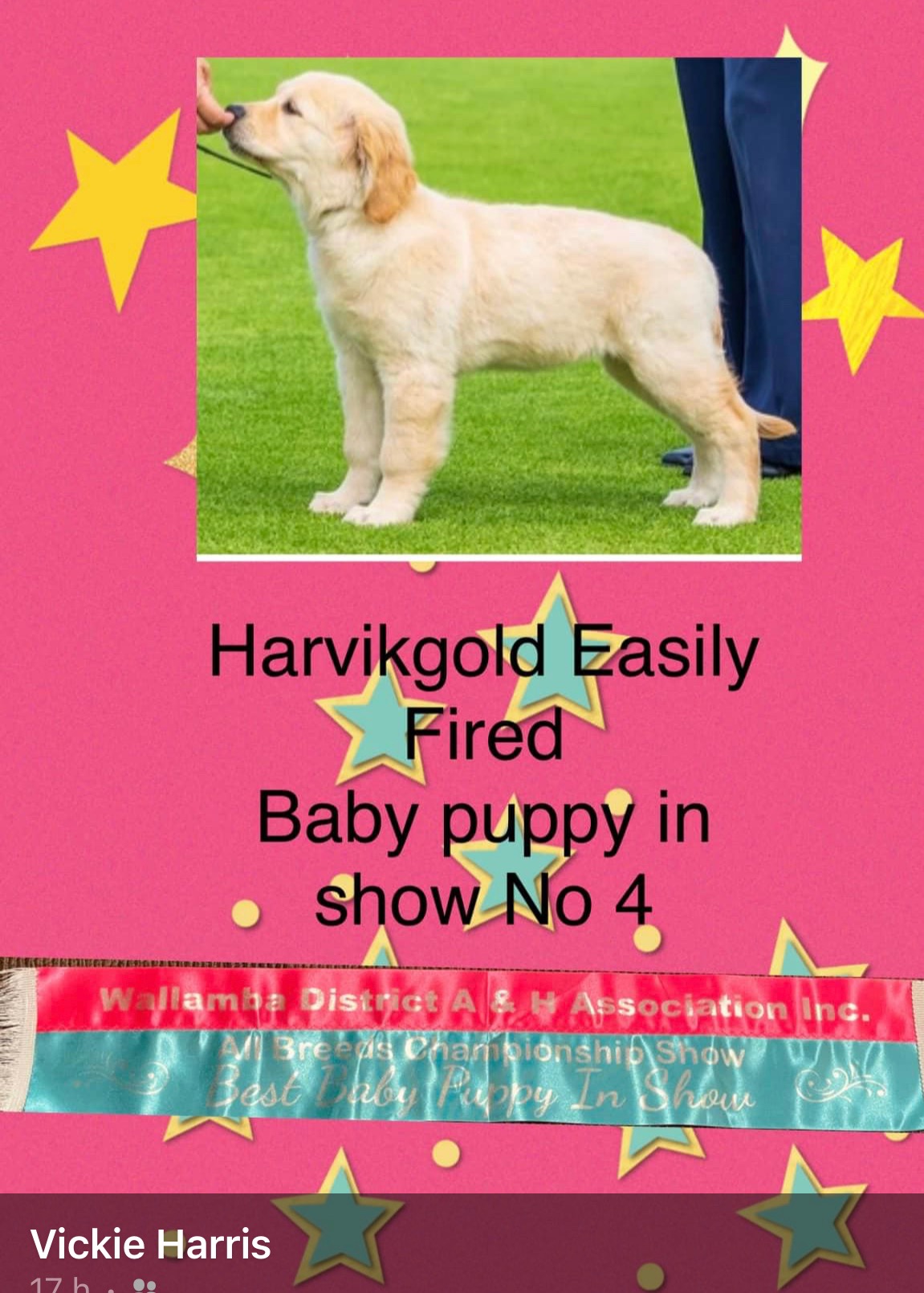 Aust Ch Harvikgold Easily Fired RN SWN Golden Retriever - Owned by ...