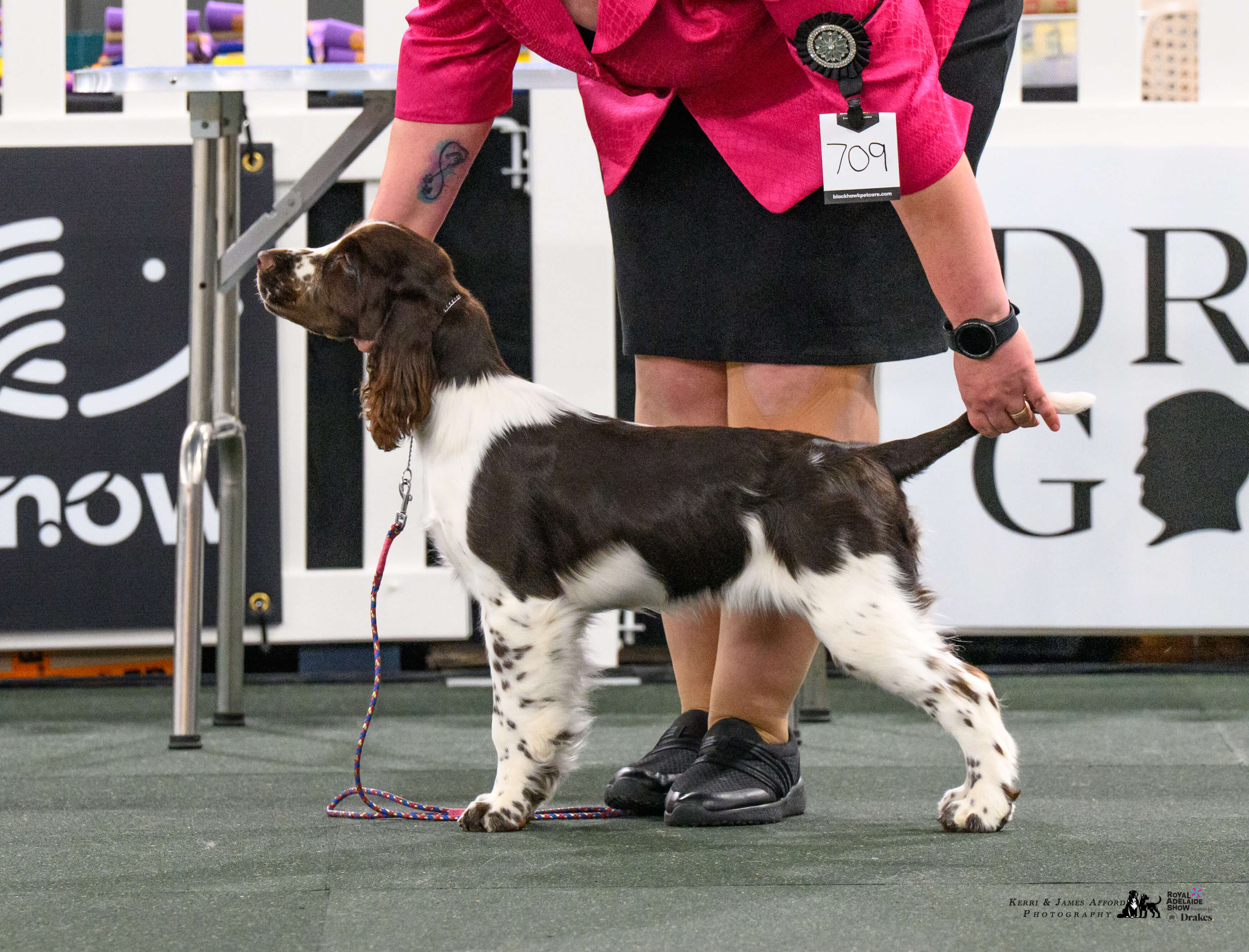 Cardhu Bling It On At Quinks English Springer Spaniel - Owned by Mrs ...