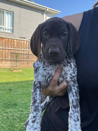 German Shorthaired Pointer Puppies for Sale
