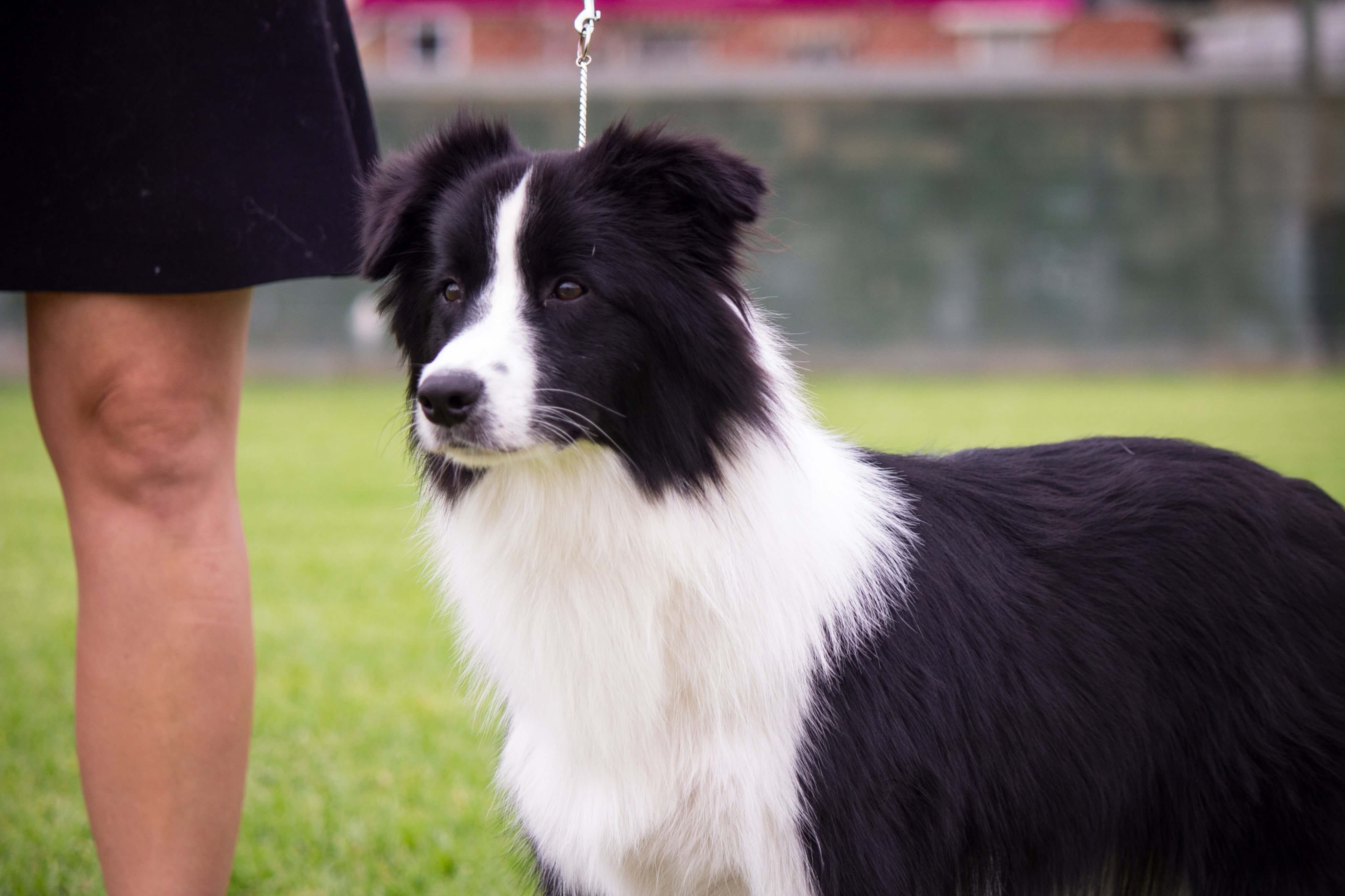 Wynnlake Dream Her Own Destiny Border Collie - Owned by Candice Thompson