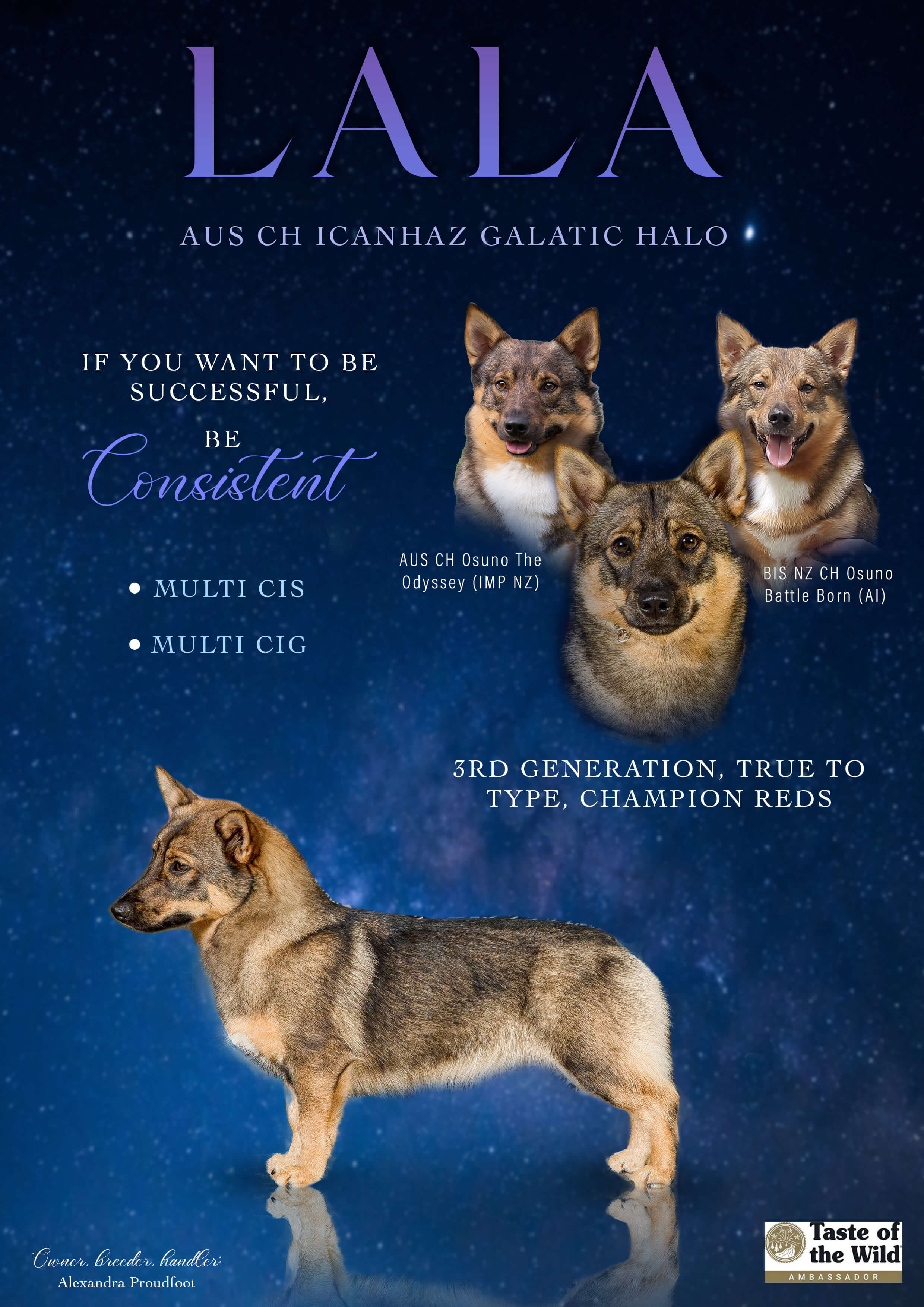 Aust Ch Icanhaz Galactic Halo Swedish Vallhund - Owned by A Proudfoot