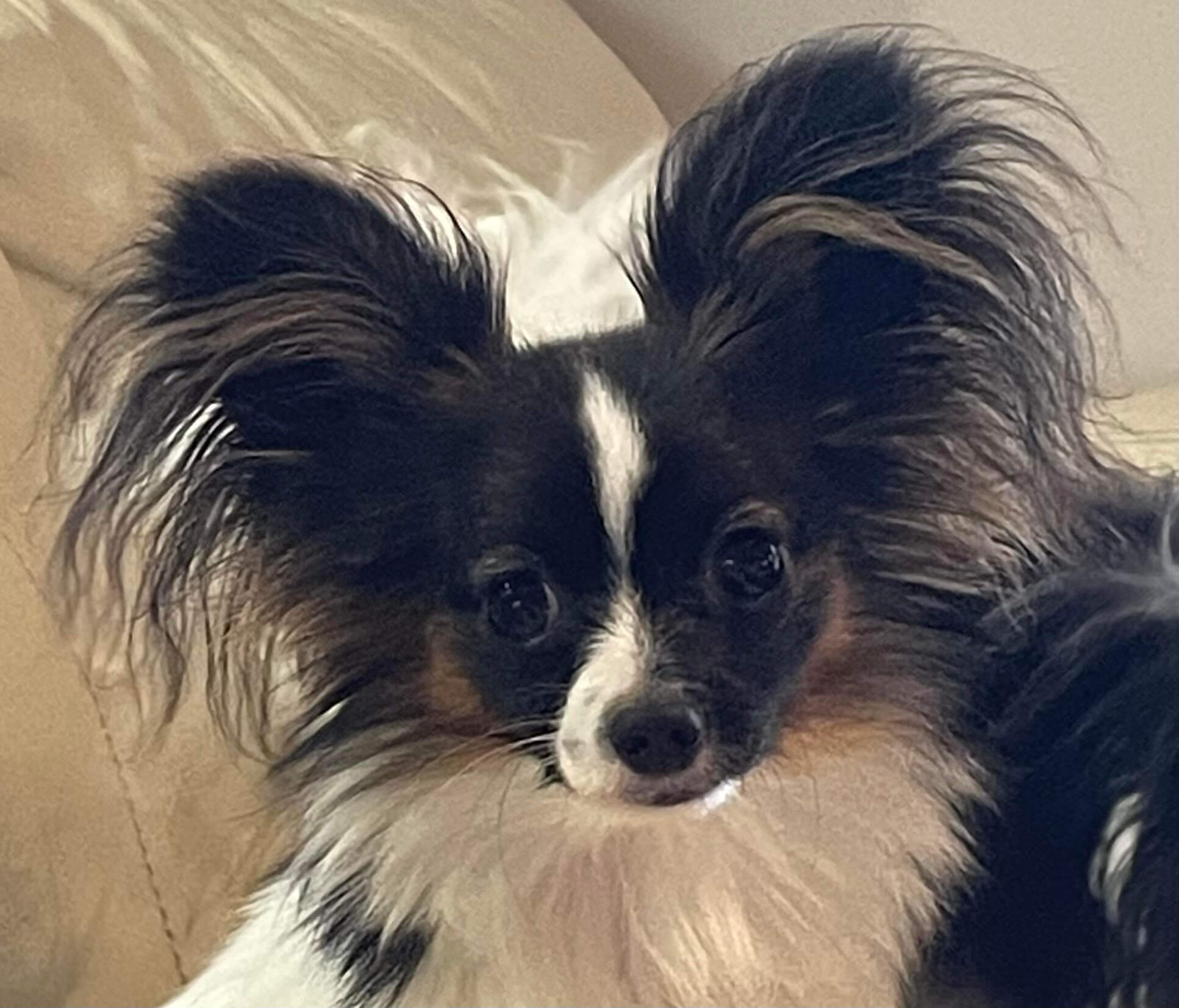 Mondelise Viking Princess Papillon - Owned by D.Marszal & S.Spooner