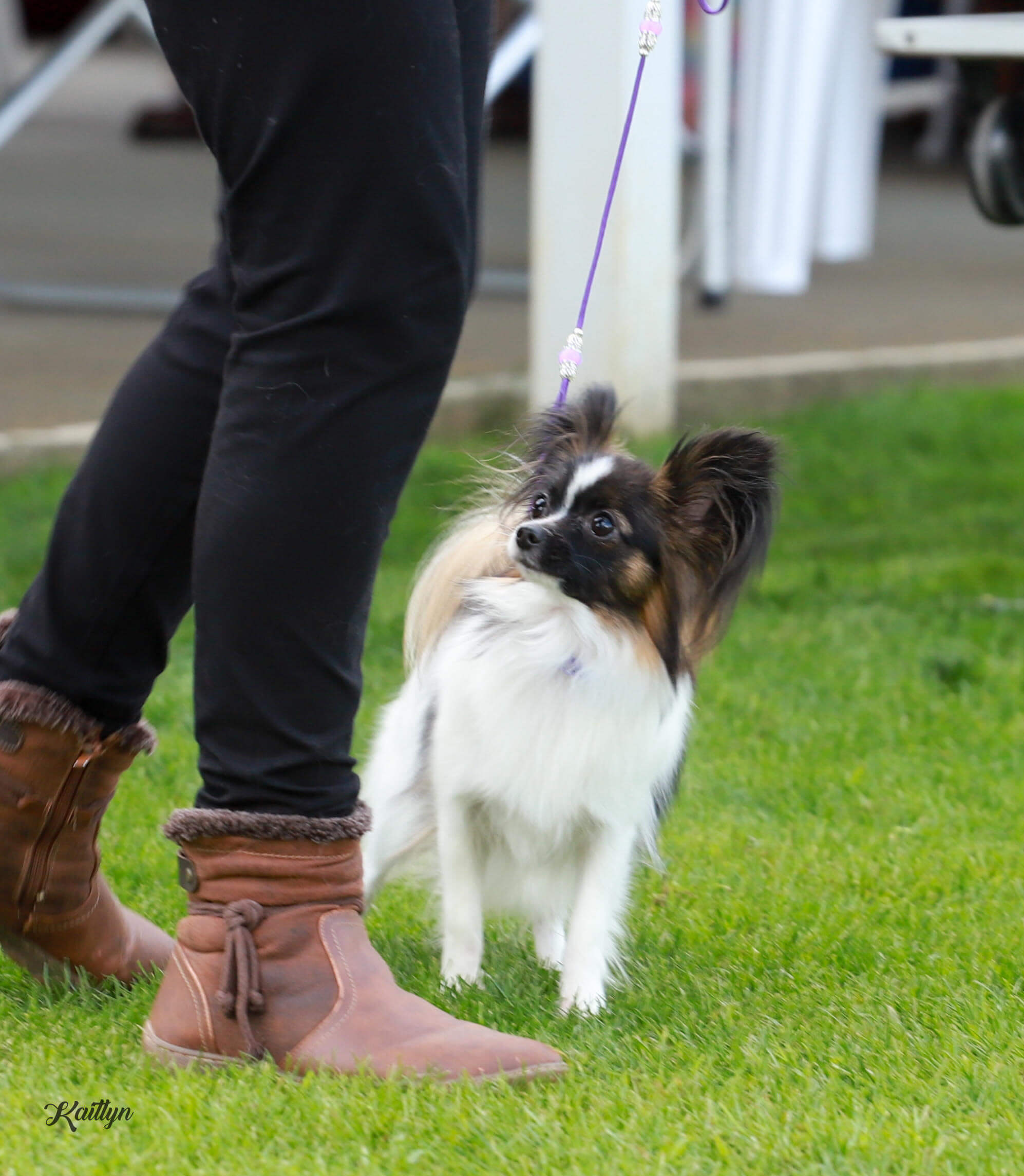 Mondelise Viking Princess Papillon - Owned by D.Marszal & S.Spooner