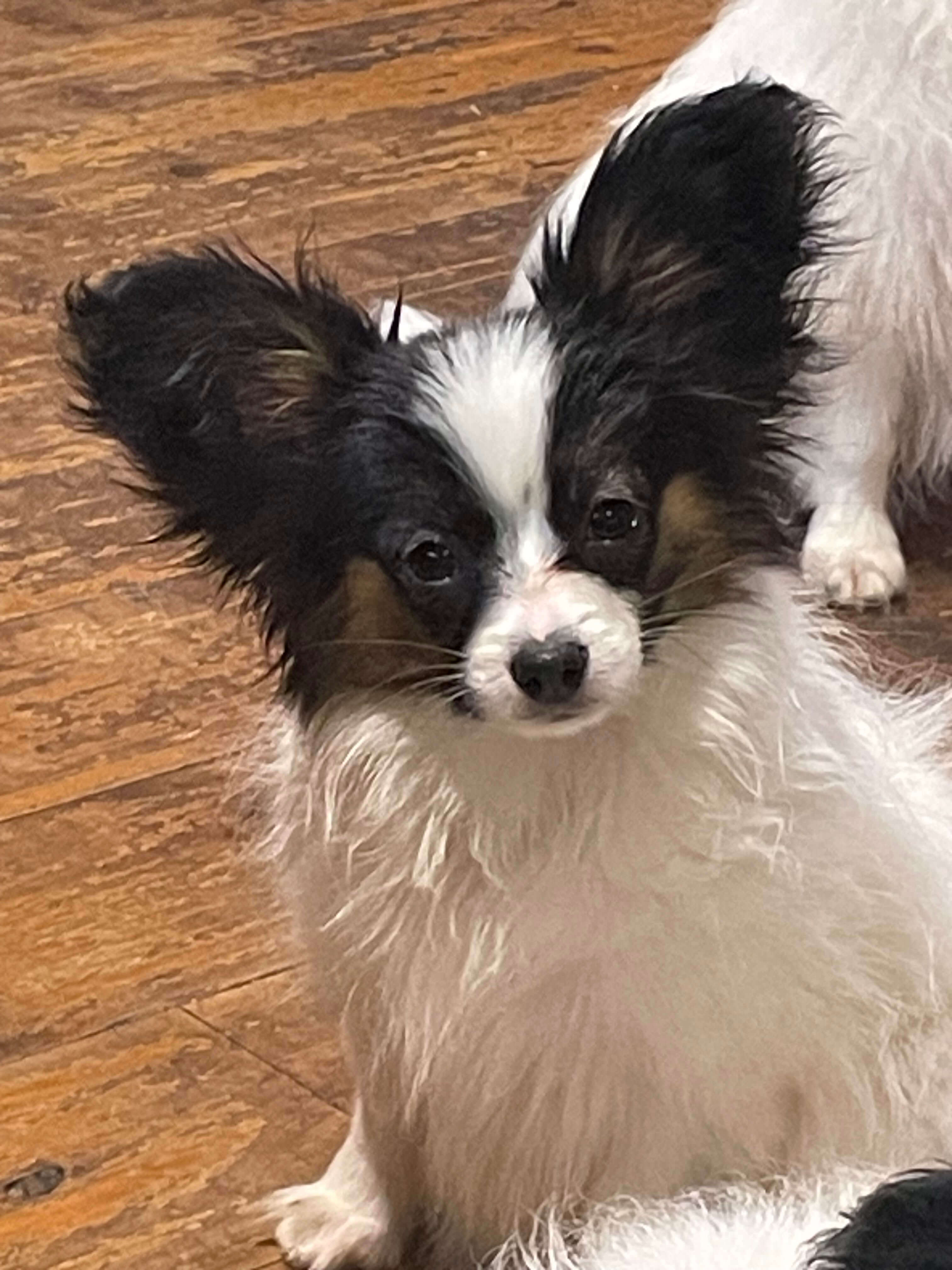 Gremlinz Dreamtime Papillon - Owned by D.Marszal & S.Spooner