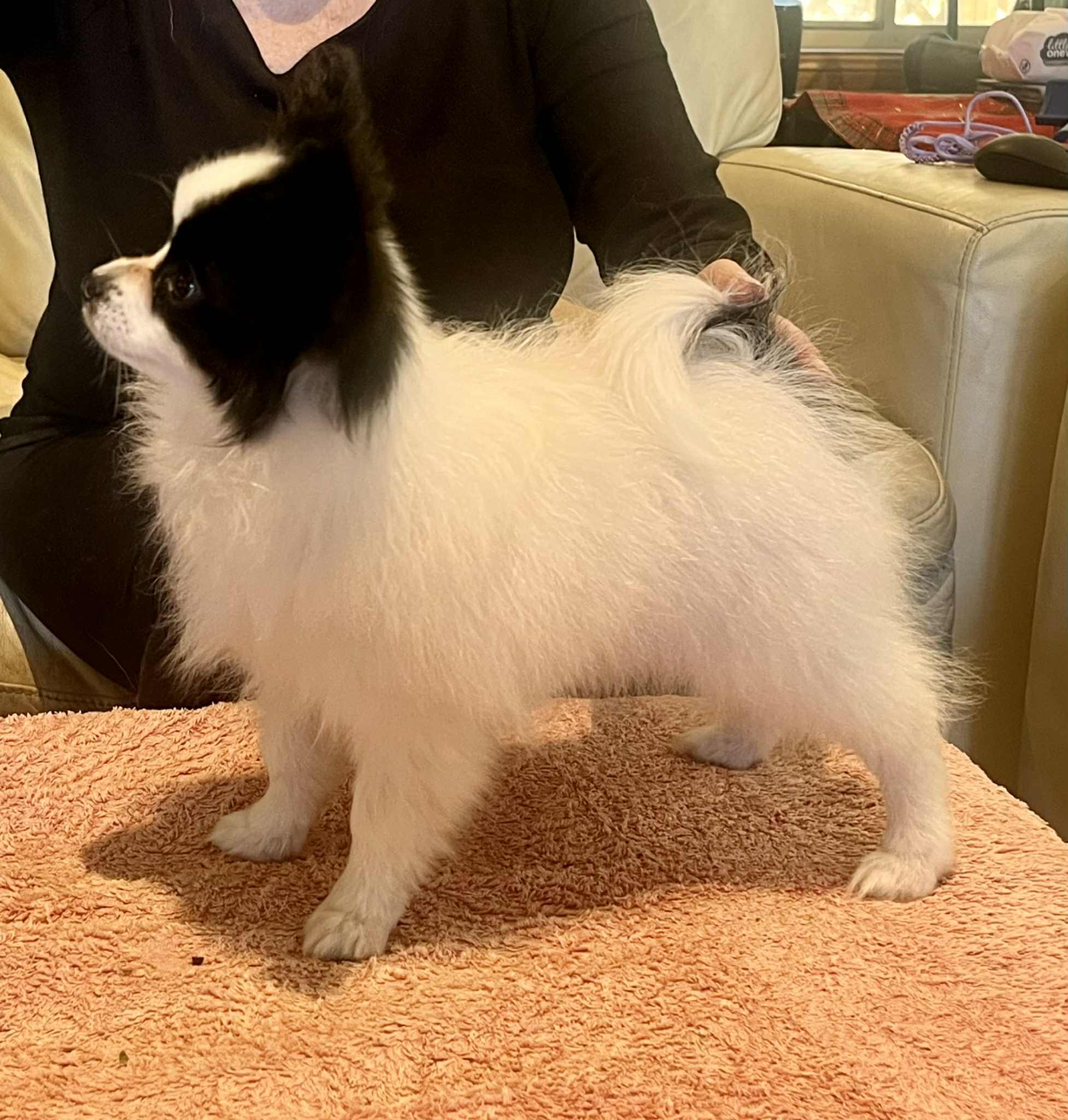 Gremlinz Spirit In The Sky Papillon - Owned by D.Marszal & S.Spooner