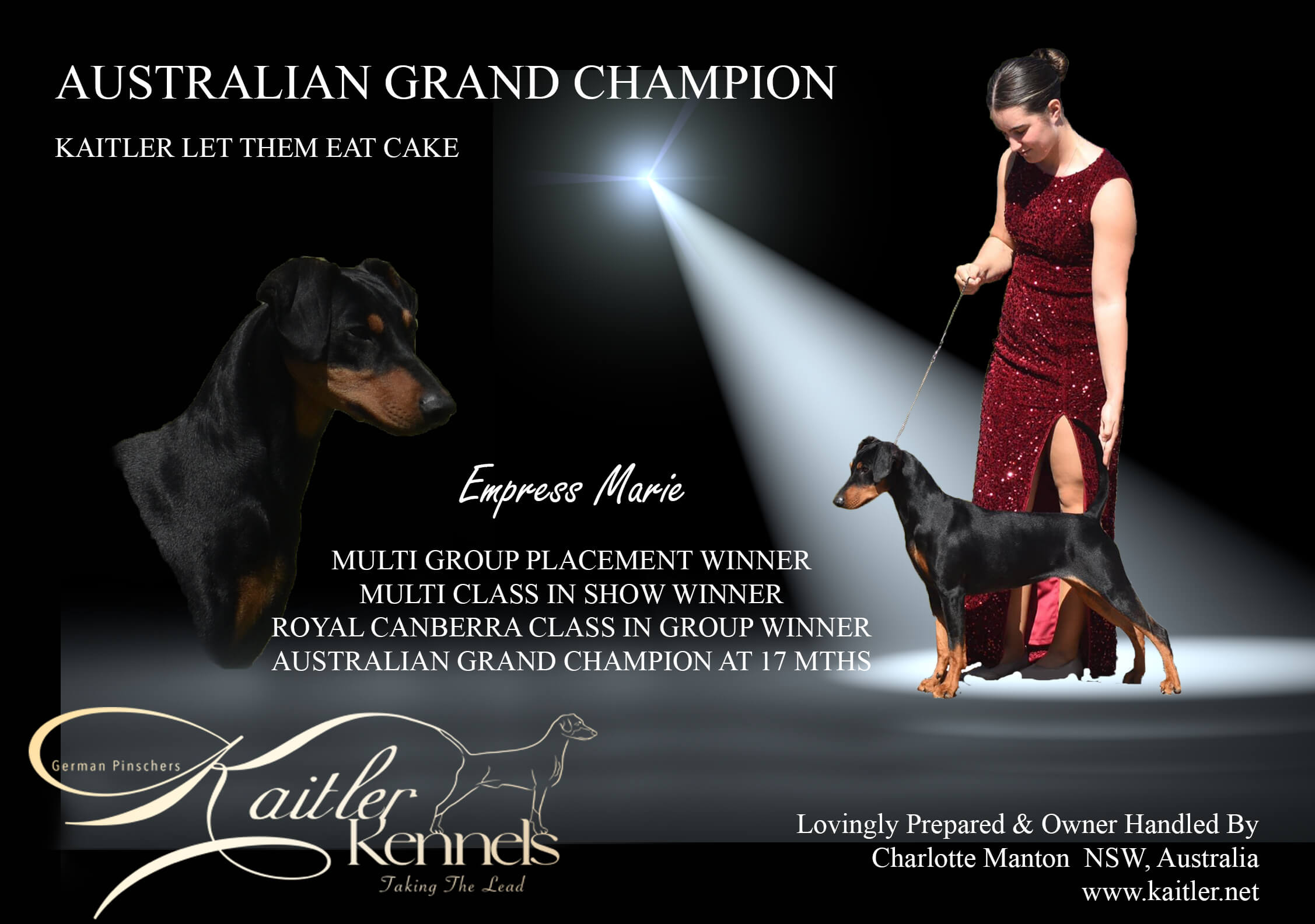 Australian Grand Champion Kaitler Let Them Eat Cake German Pinscher ...